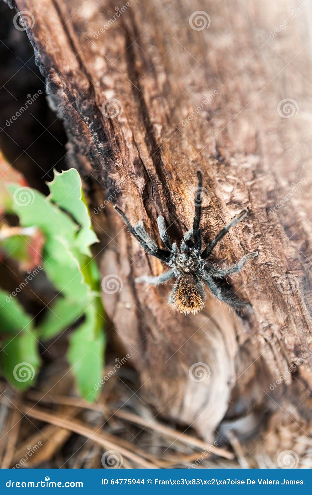 Tarantula Climbing a Tree in the Wild, AZ, US Stock Photo - Image of ...