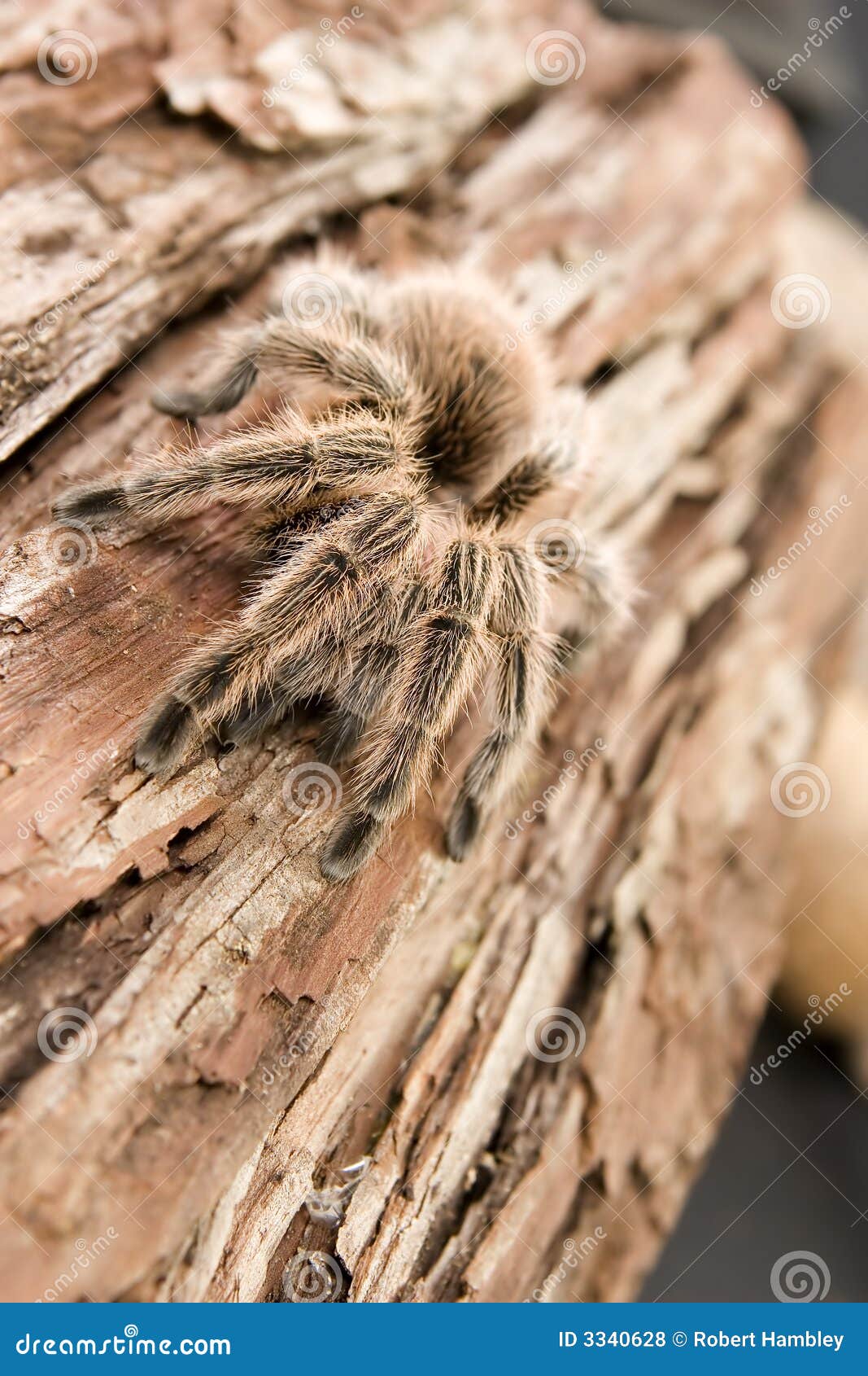 Tarantula Close Up Tarantula , Spider Isolated On White Background ...