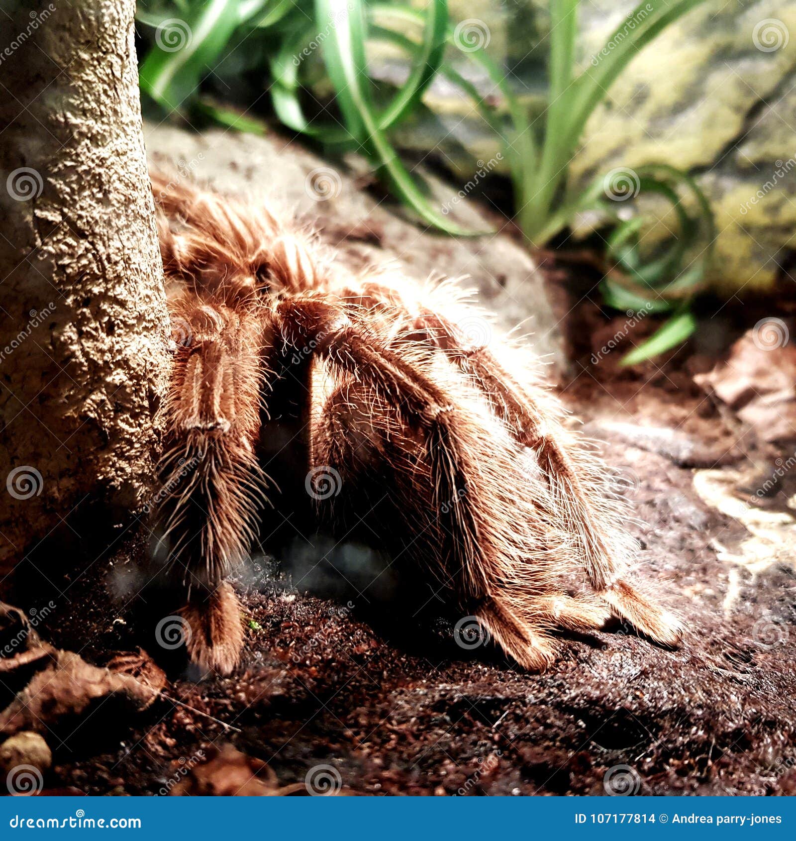 Tarantula stock photo. Image of close, arachnid, spider - 107177814