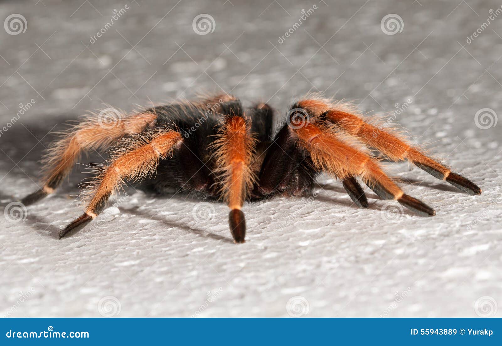 Tarantula stock image. Image of close, orange, hairy - 55943889