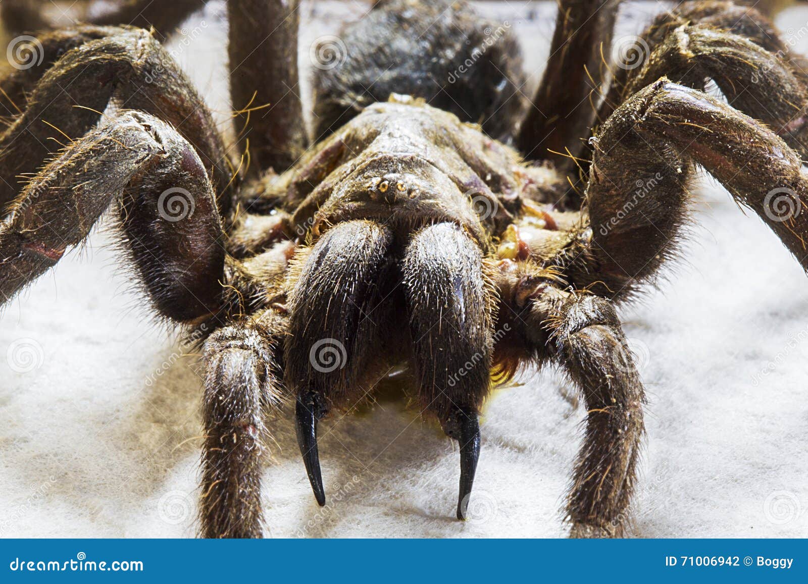 Tarantula stock photo. Image of dangerous, closeup, furry - 71006942