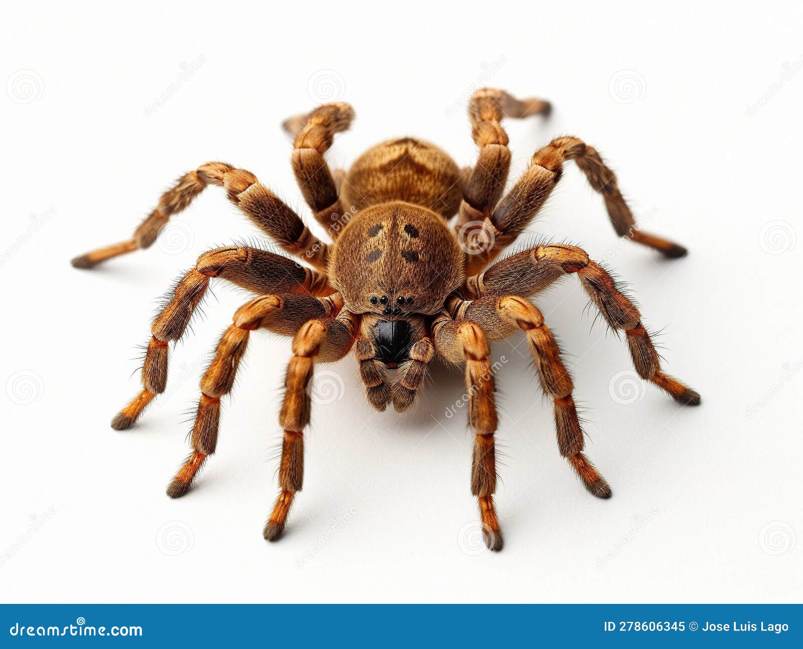 Tarantula Closeup View on White Background Stock Illustration ...