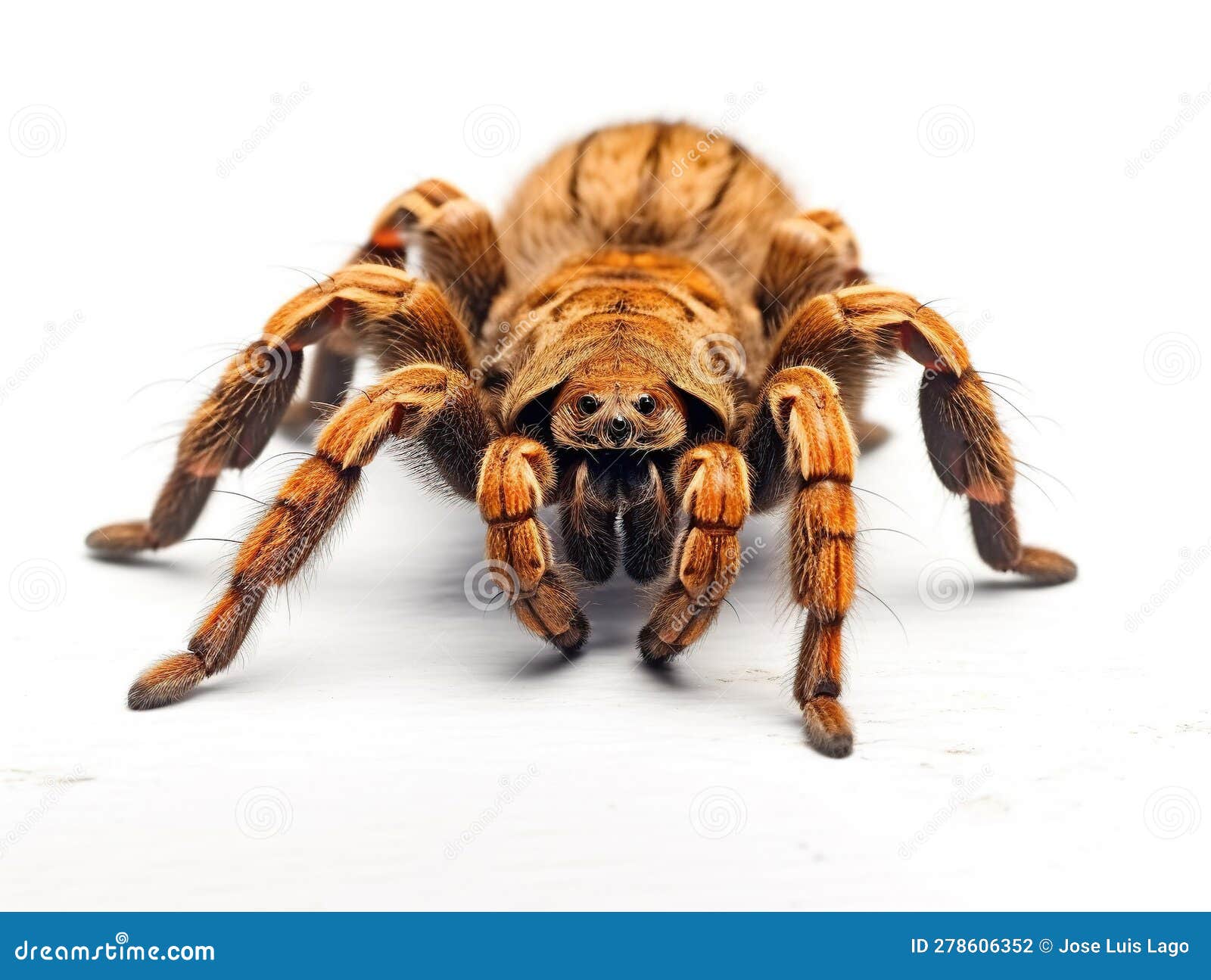 Tarantula Closeup View on White Background Stock Illustration ...