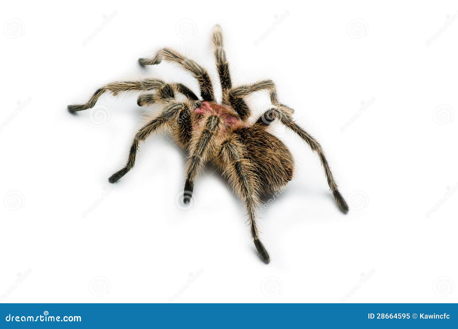 Tarantula Color De Rosa Del Chileno Imagen de archivo - Imagen de ...