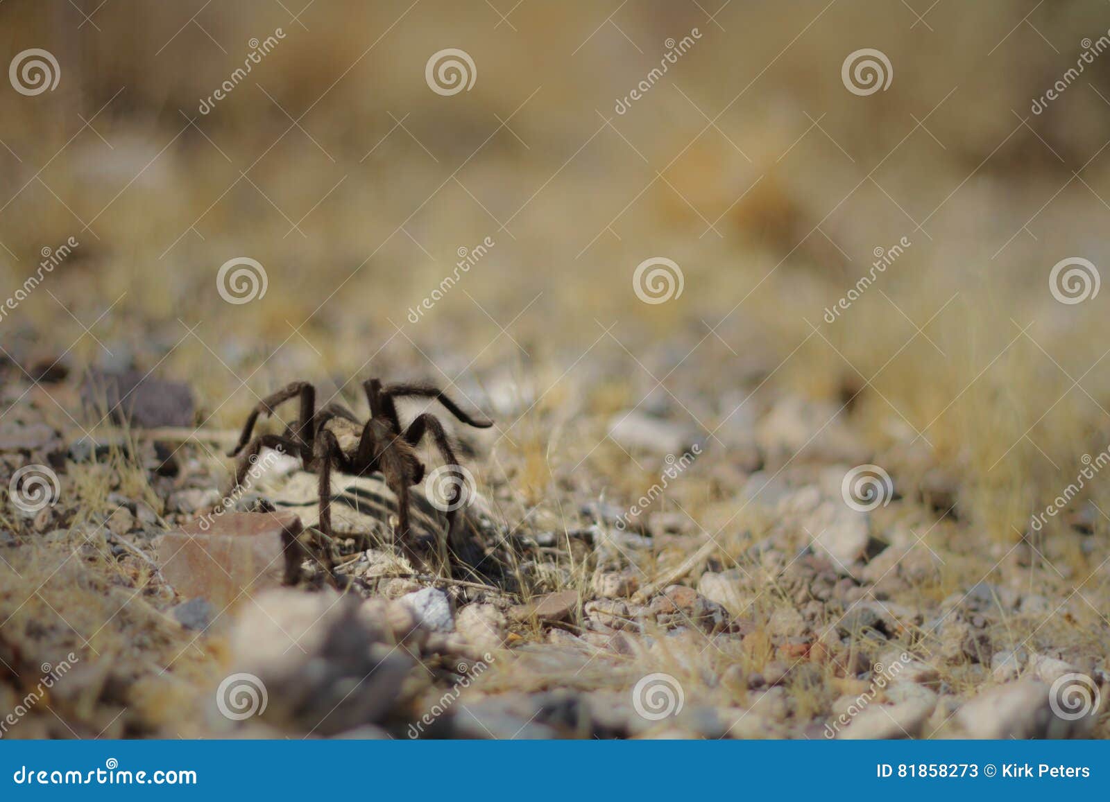 Tarantula Crawling stock image. Image of warm, insects - 81858273
