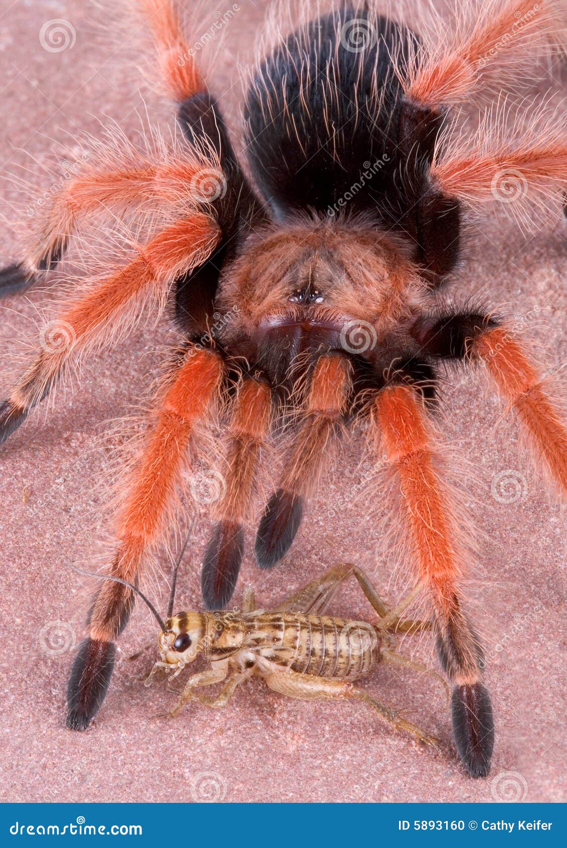 Tarantula and cricket stock photo. Image of fang, prey - 5893160
