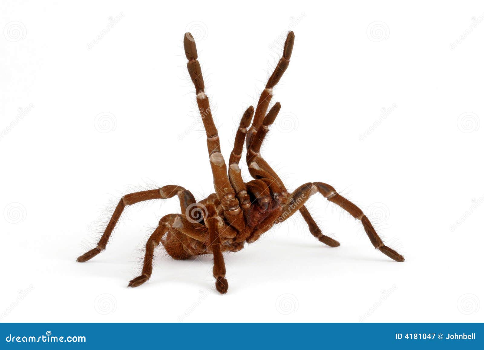 Tarantula De Goliath Birdeater Image stock - Image du venin, araignée ...