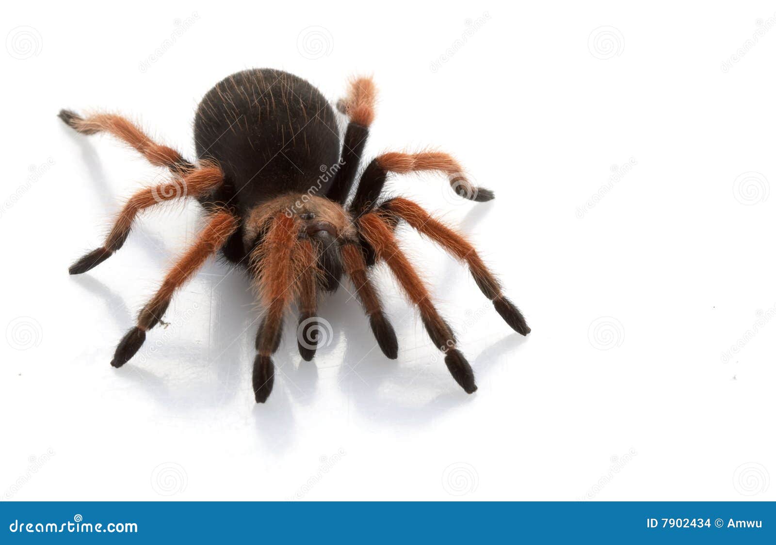Tarantula De Patas Rojas Mexicano Foto de archivo - Imagen de sangre ...