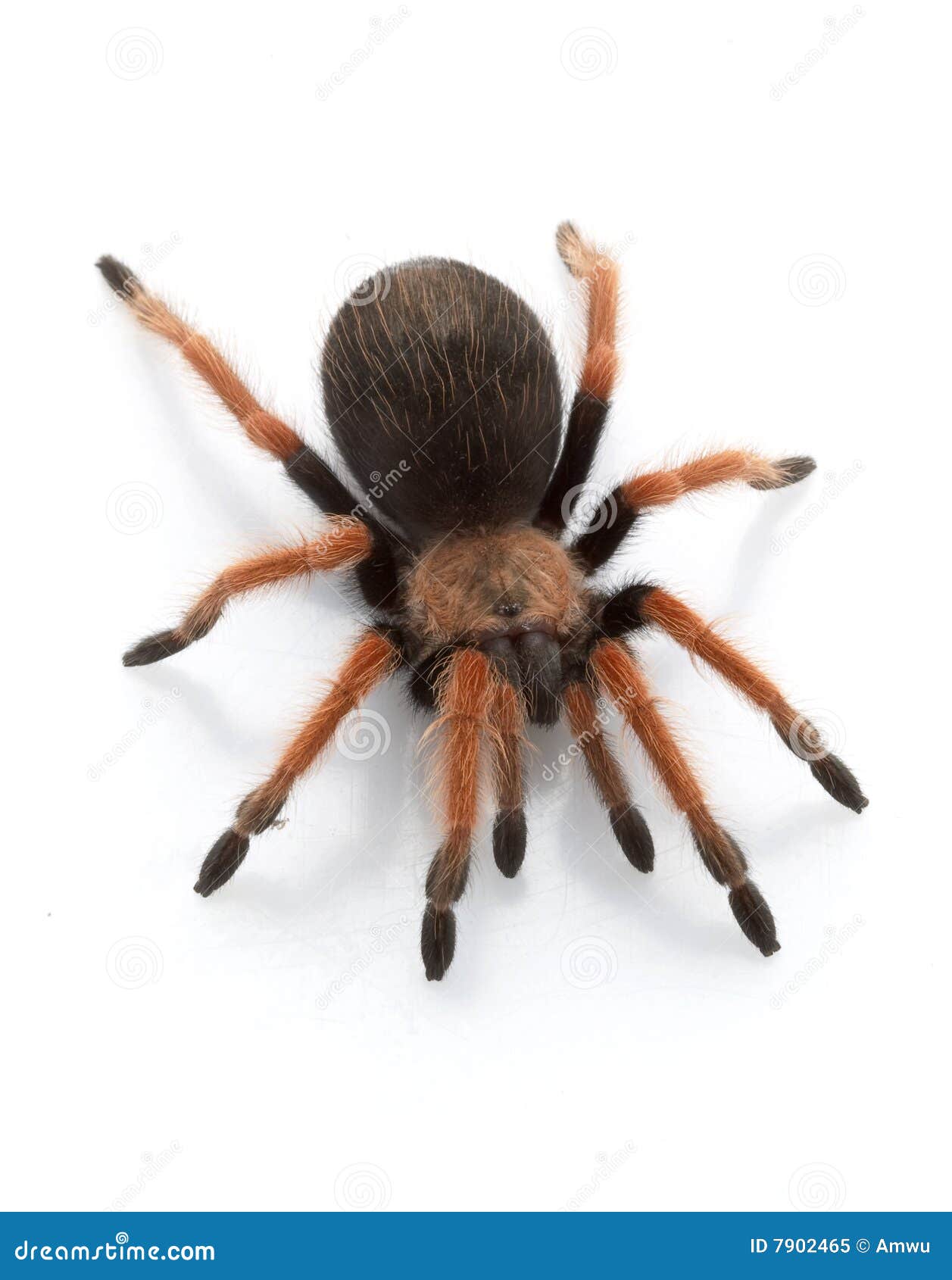 Tarántula De Patas Rojas Mexicana Imagen de archivo - Imagen de ...