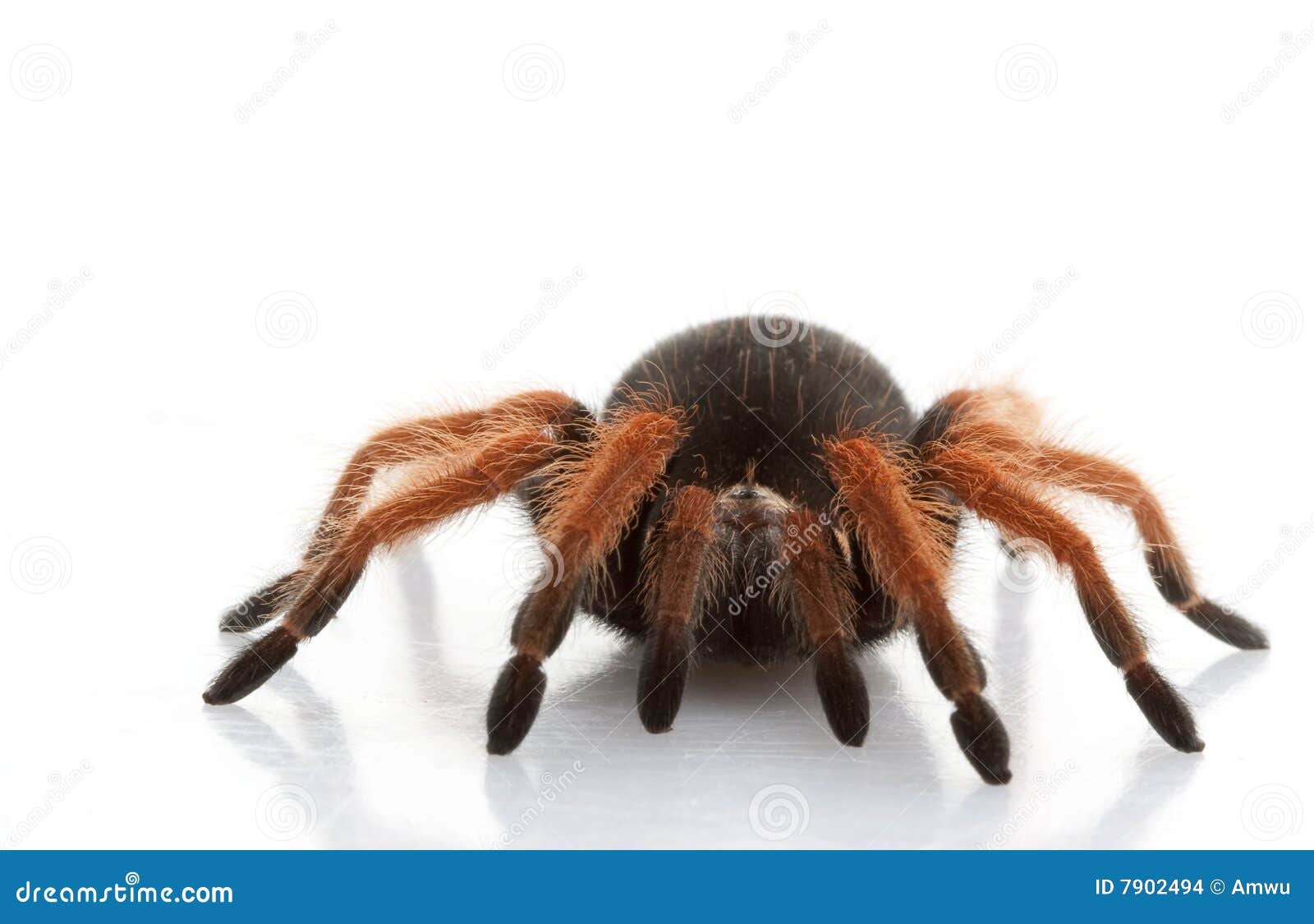 Tarantula De Patas Rojas Mexicano Foto de archivo - Imagen de veneno ...