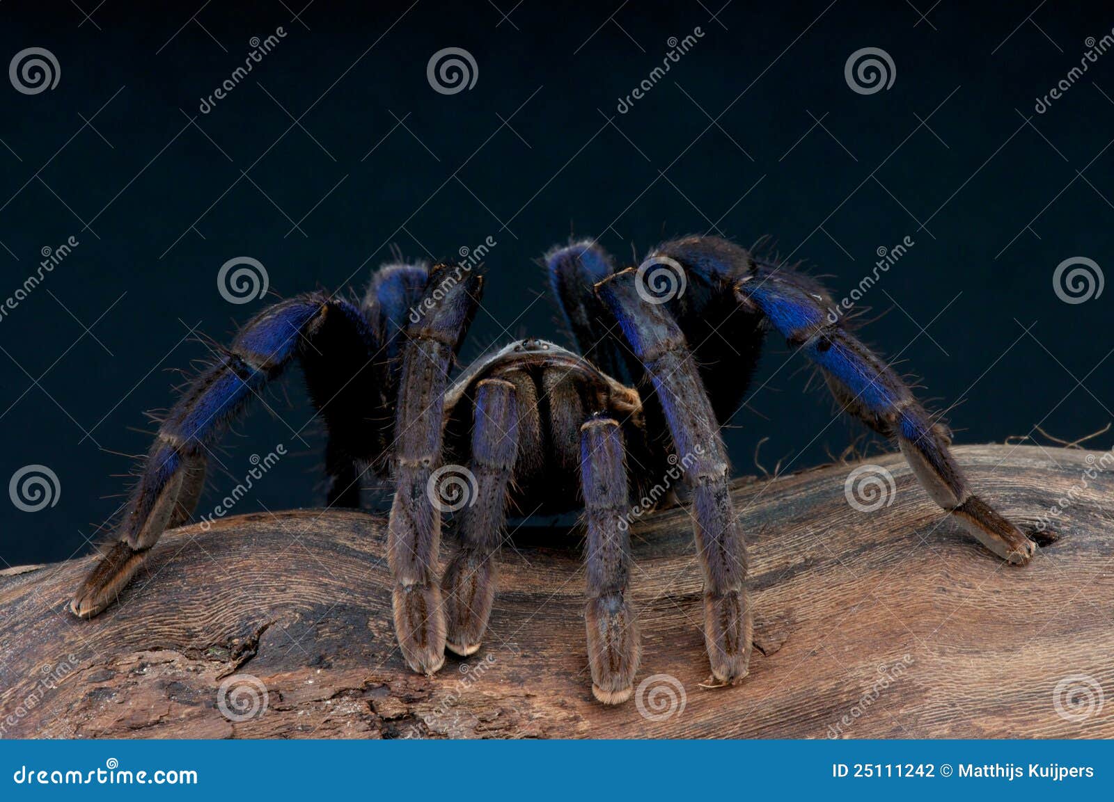 Tarantula Del Azul De Cobalto Foto de archivo - Imagen de bosque ...