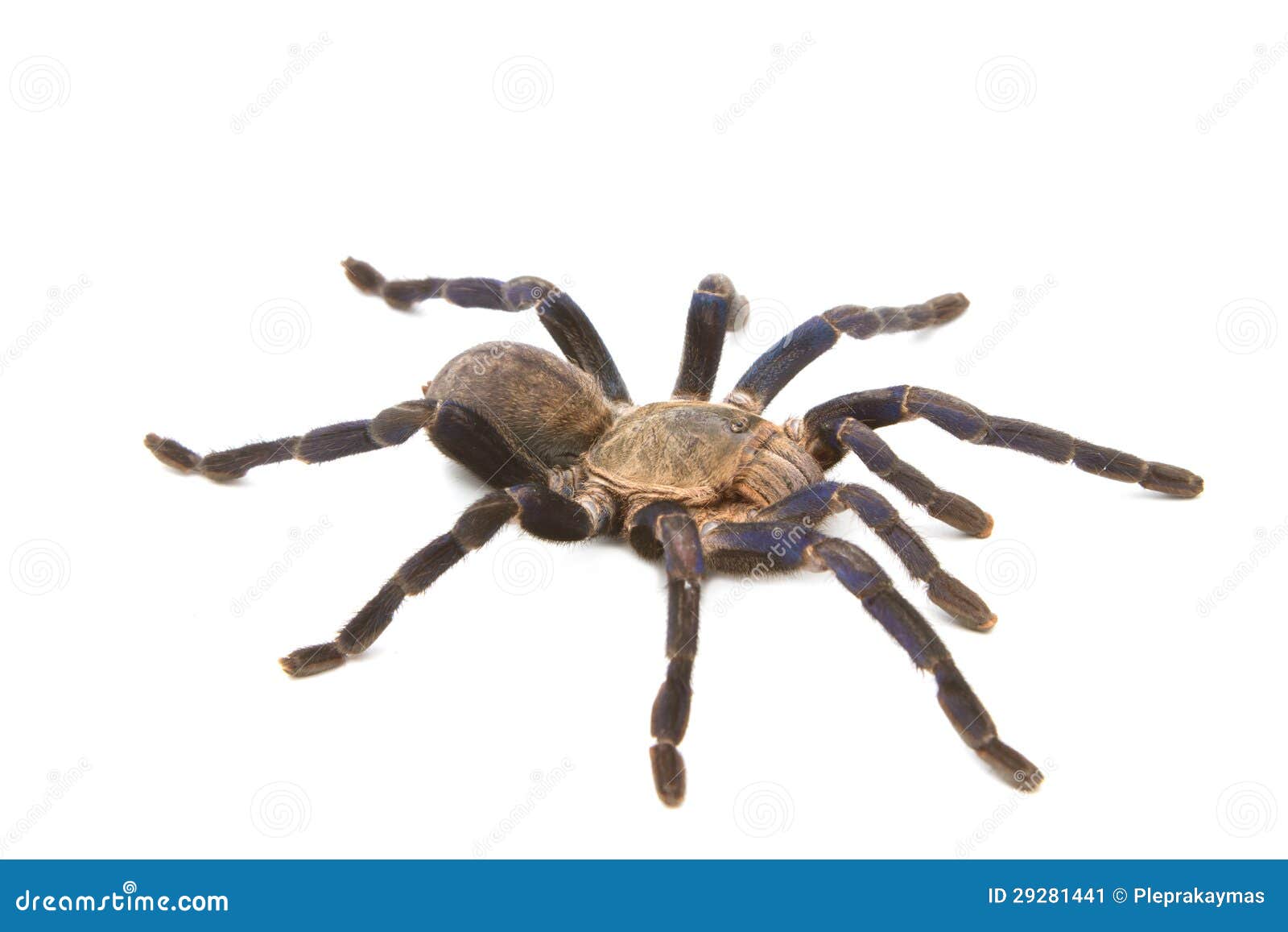 Tarantula Del Azul De Cobalto Imagen de archivo - Imagen de macro ...