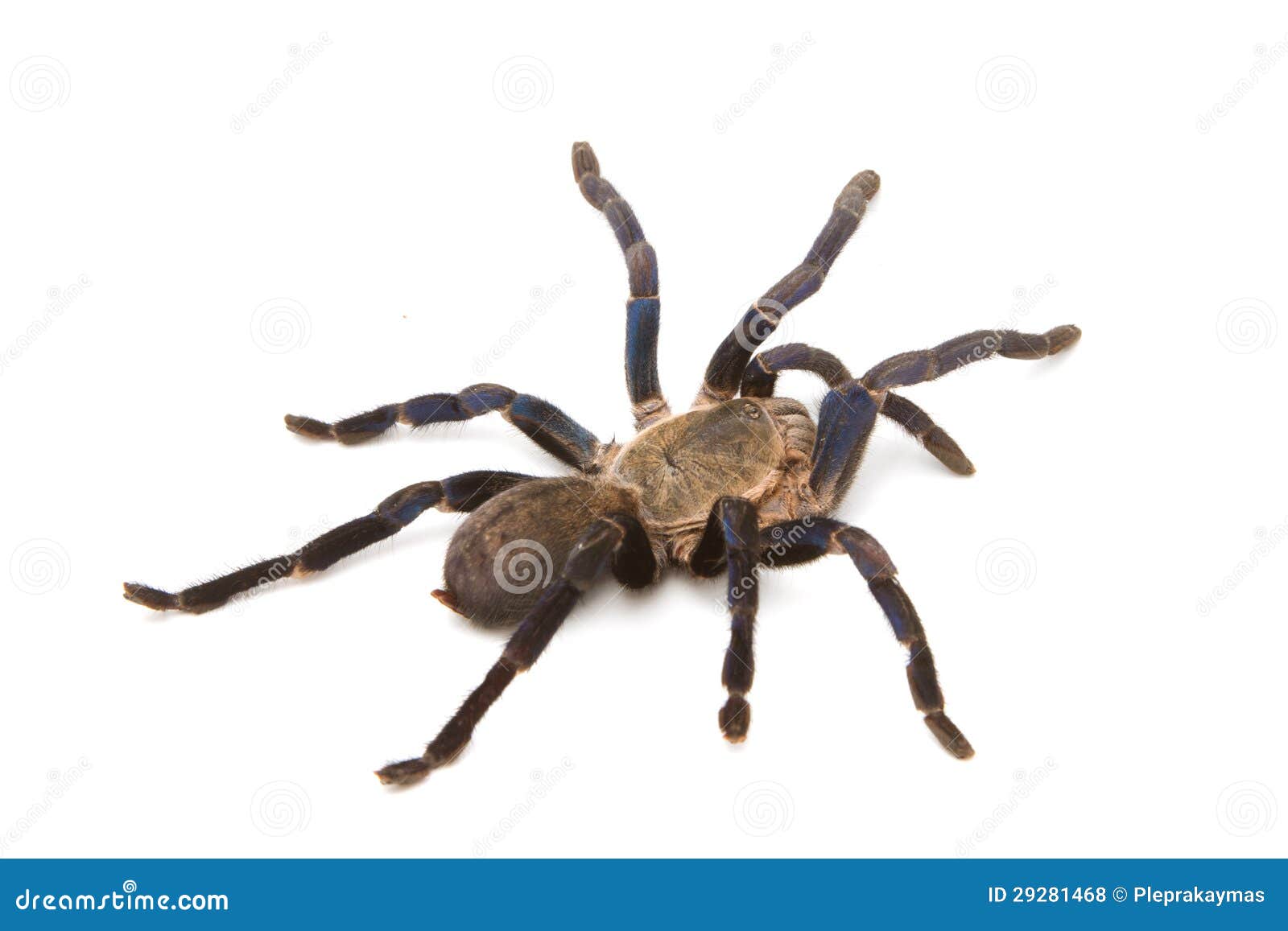 Tarantula Del Azul De Cobalto Foto de archivo - Imagen de ocho ...