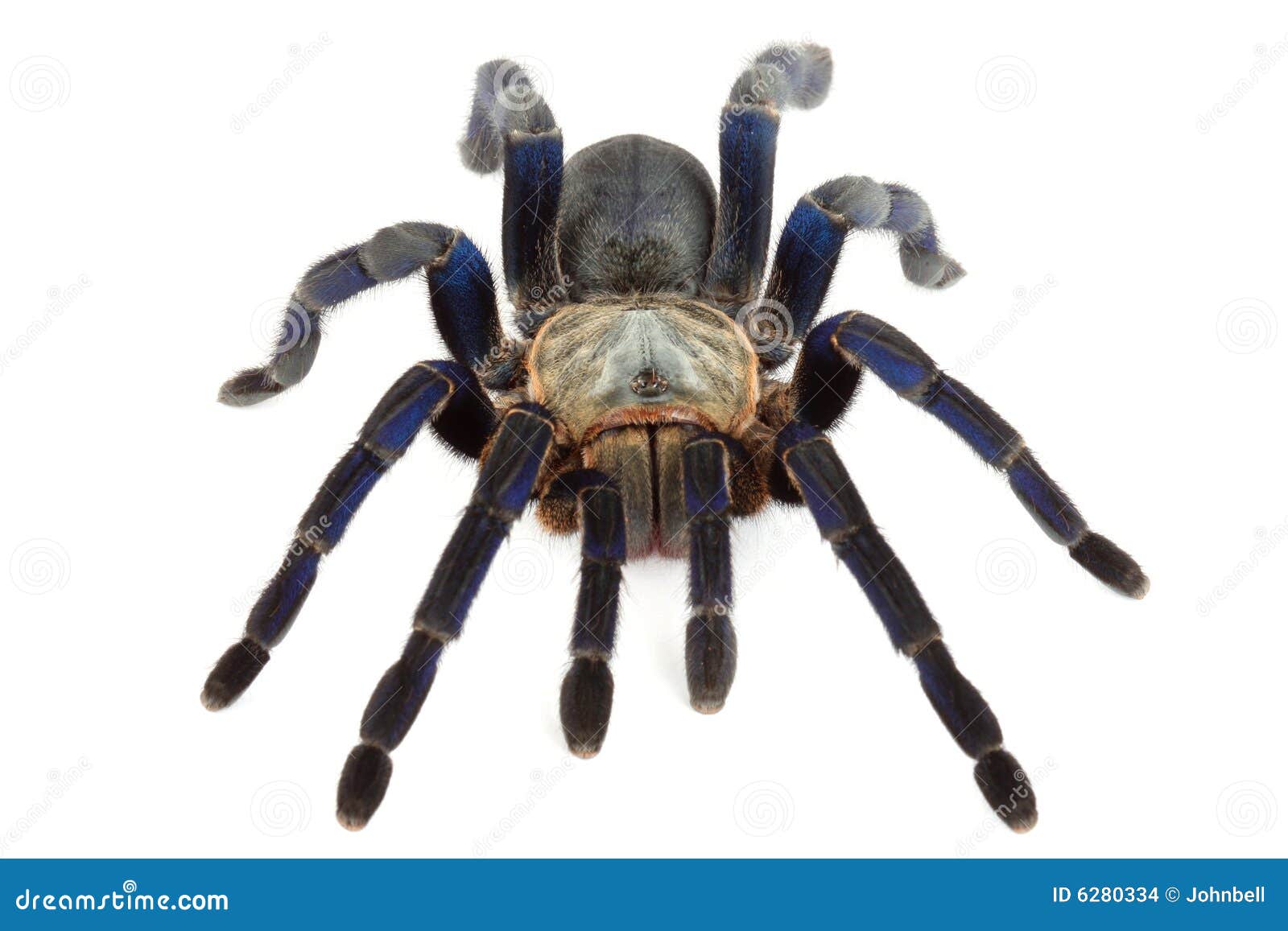 Tarantula Del Azul De Cobalto. Foto de archivo - Imagen de azul ...