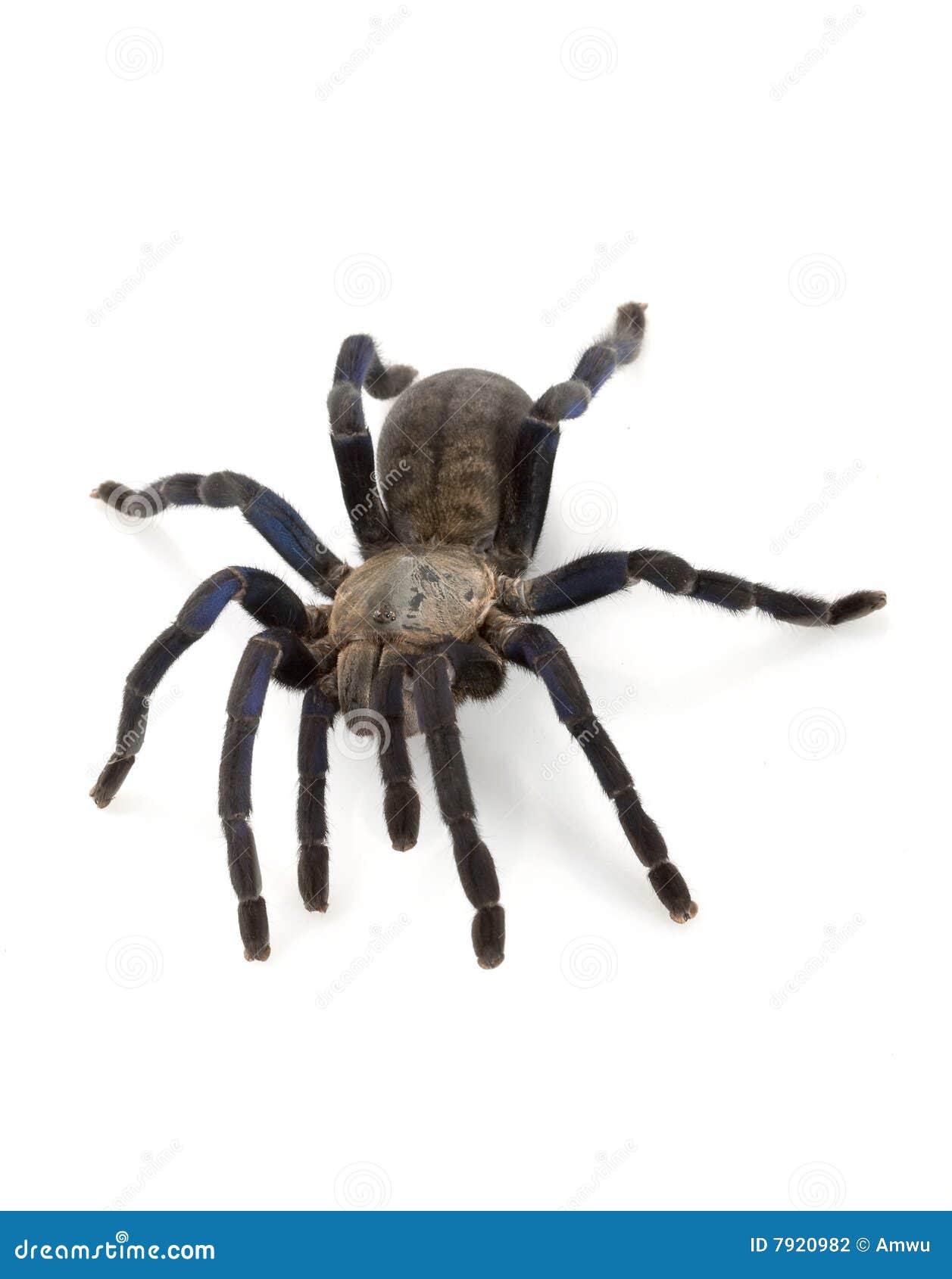 Tarantula Del Azul De Cobalto Foto de archivo - Imagen de belleza ...