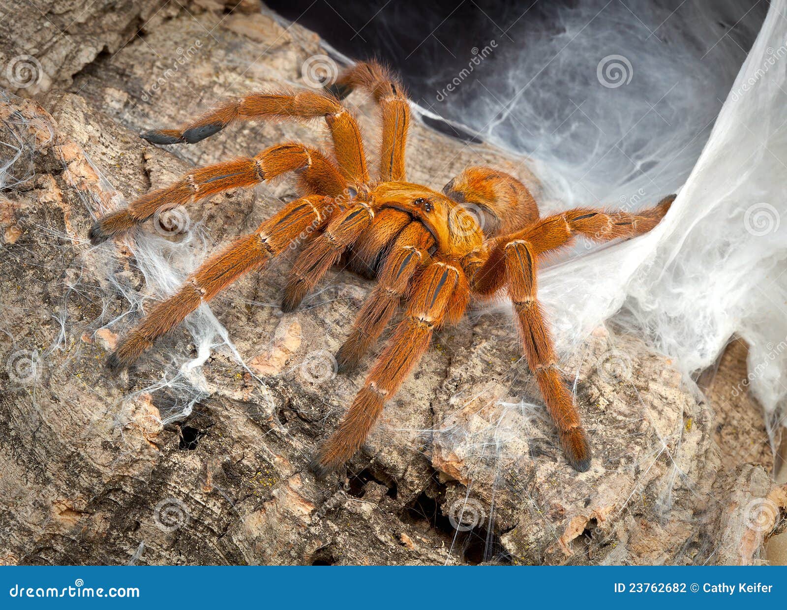 Tarantula Den stock photo. Image of invertebrate, macro - 23762682