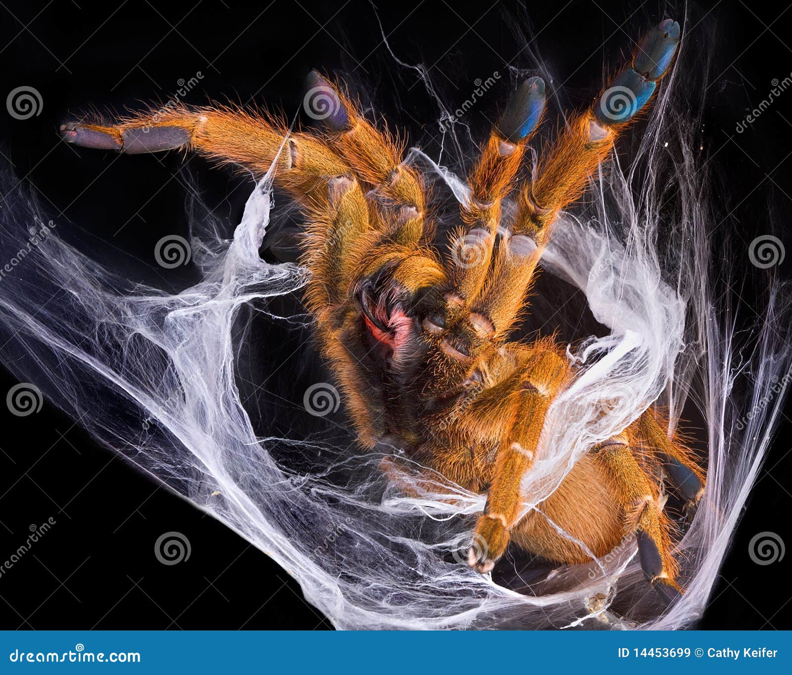 Tarantula displaying fangs stock image. Image of spider - 14453699