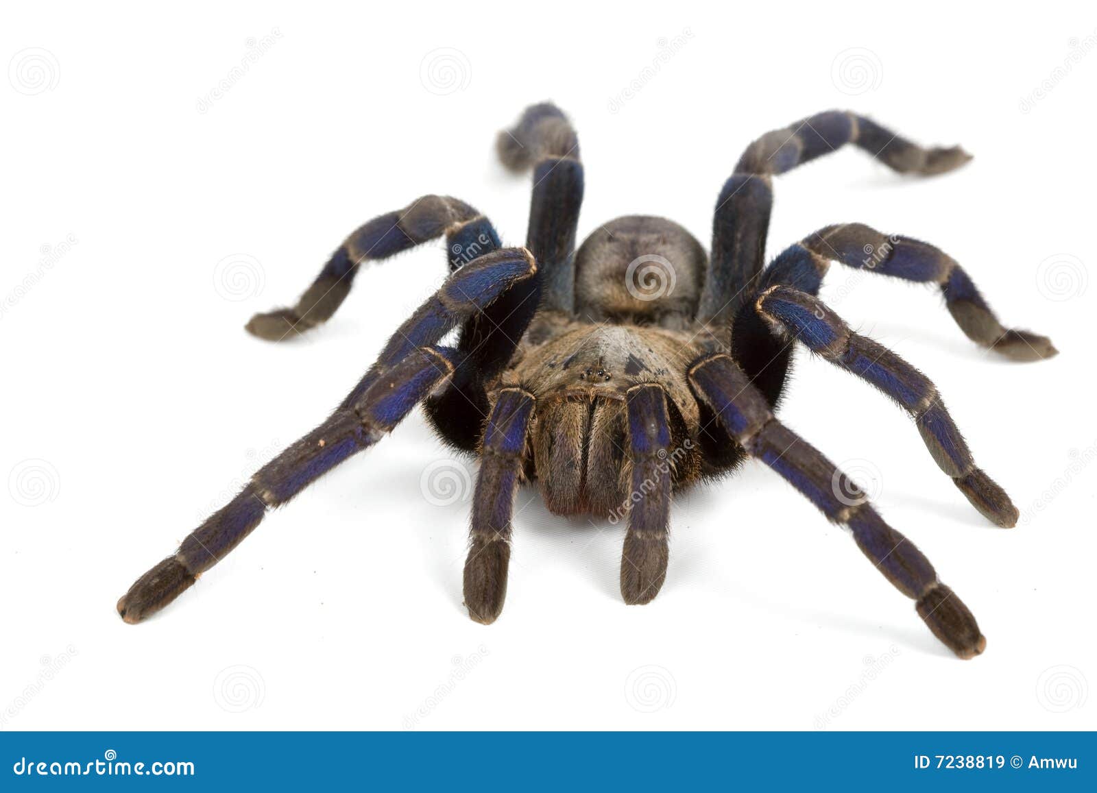 Tarantula Do Azul De Cobalto Imagem de Stock - Imagem de wildlife ...