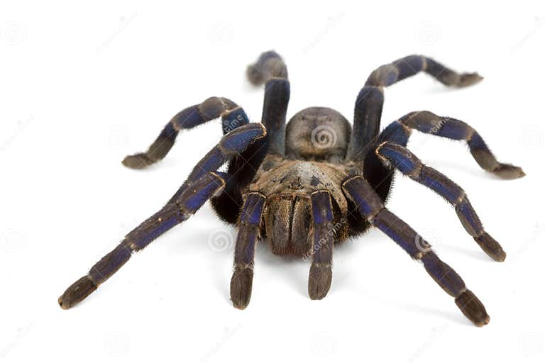 Tarantula Do Azul De Cobalto Imagem de Stock - Imagem de wildlife ...