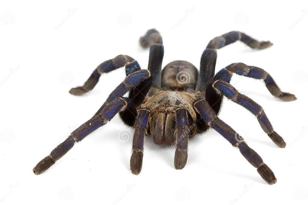 Tarantula Do Azul De Cobalto Imagem de Stock - Imagem de wildlife ...