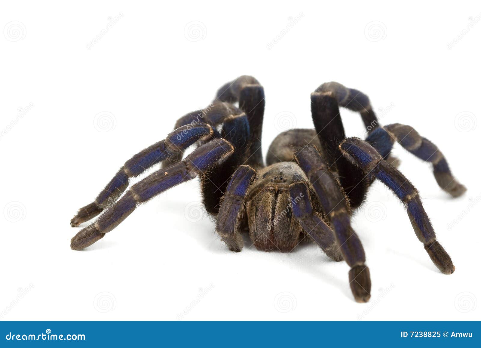 Tarantula Do Azul De Cobalto Imagem de Stock - Imagem de imagem, aranha ...