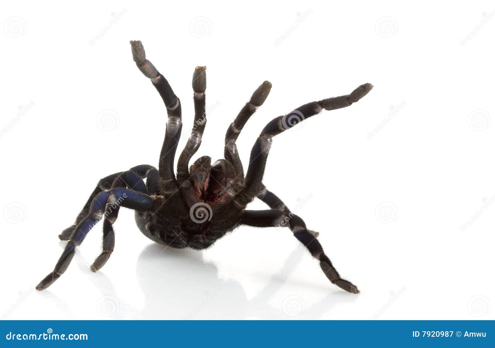 Tarantula Do Azul De Cobalto Imagem de Stock - Imagem de zoologia, olho ...