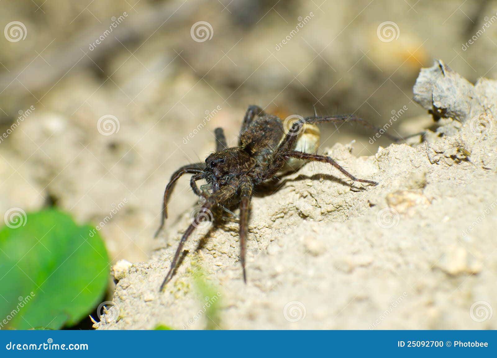Tarantula eating stock photo. Image of tarantula, zoology - 25092700