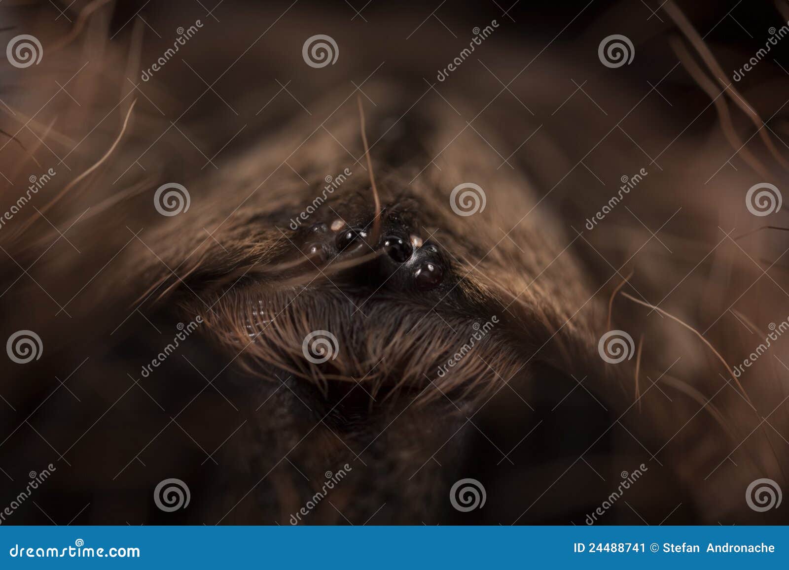 Tarantula eyes stock image. Image of macro, tarantulla - 24488741