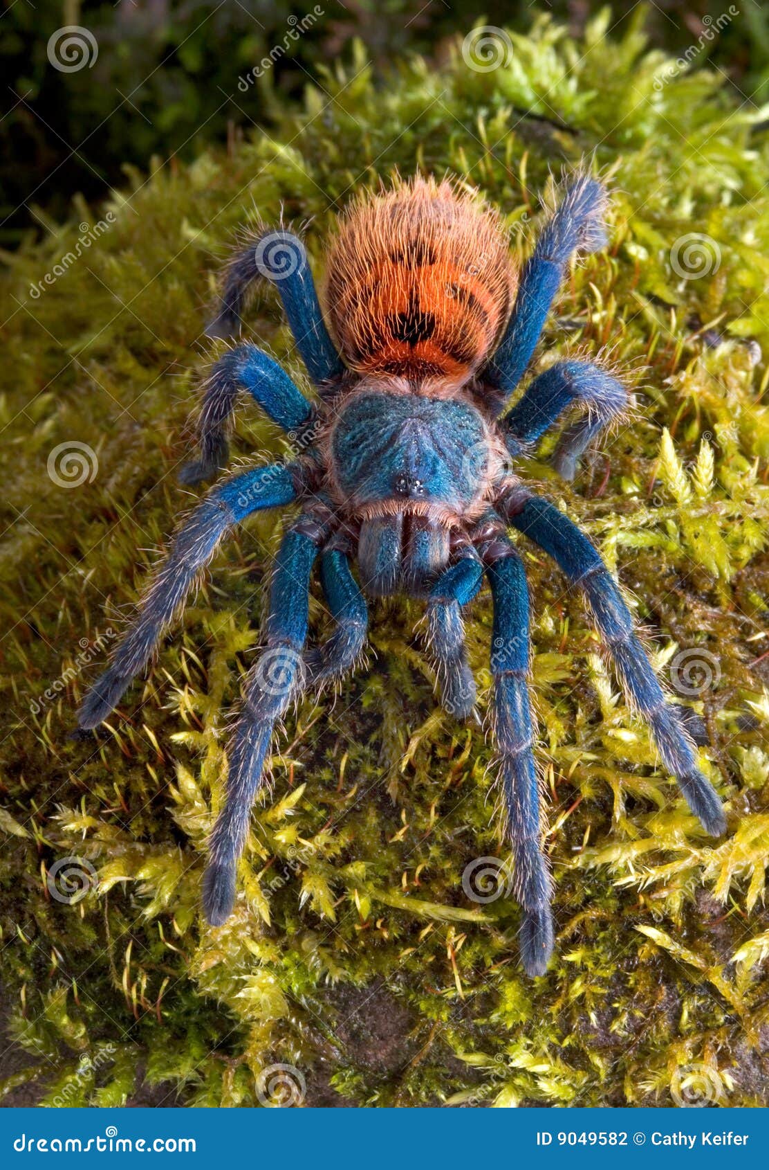 Tarantula facing front stock photo. Image of crawling - 9049582