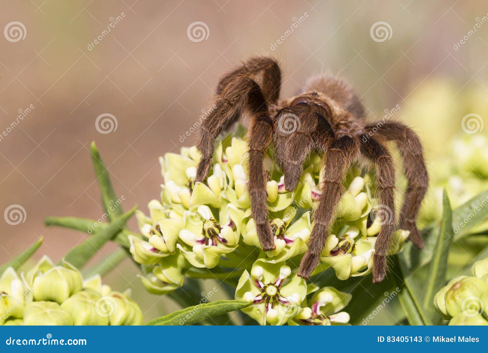 Tarantula on flower stock image. Image of macro, close - 83405143