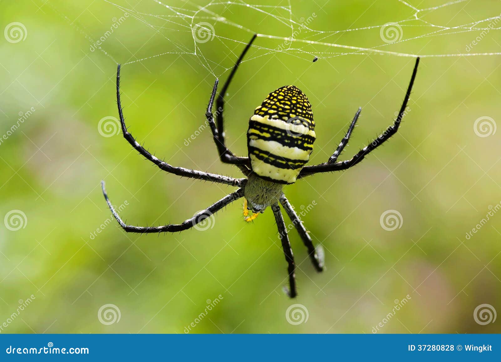Tarantula foraging stock photo. Image of foraging, yellow - 37280828
