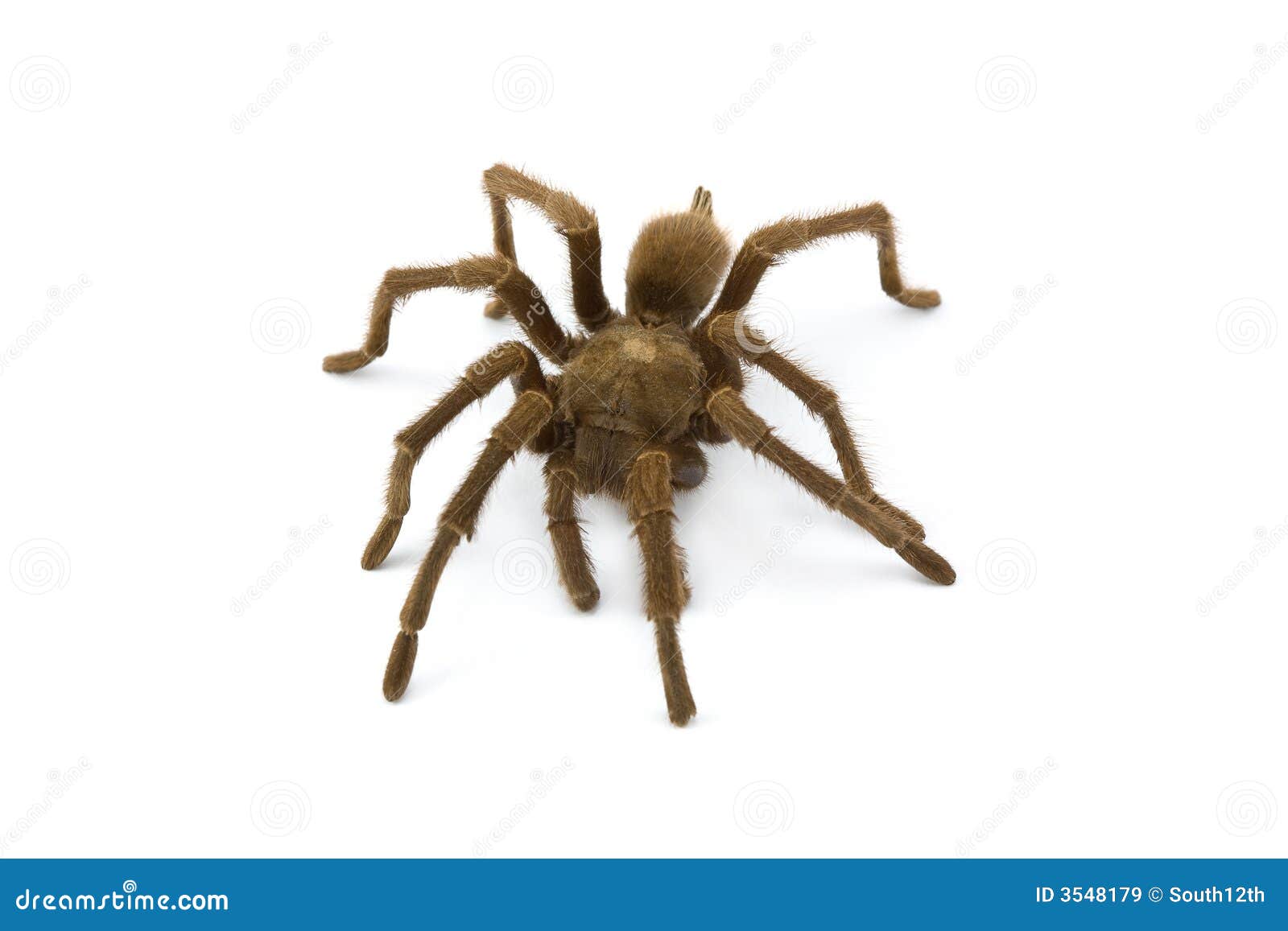 Tarantula, Genus Aphonopelma Stock Image - Image of tarantula, legs ...