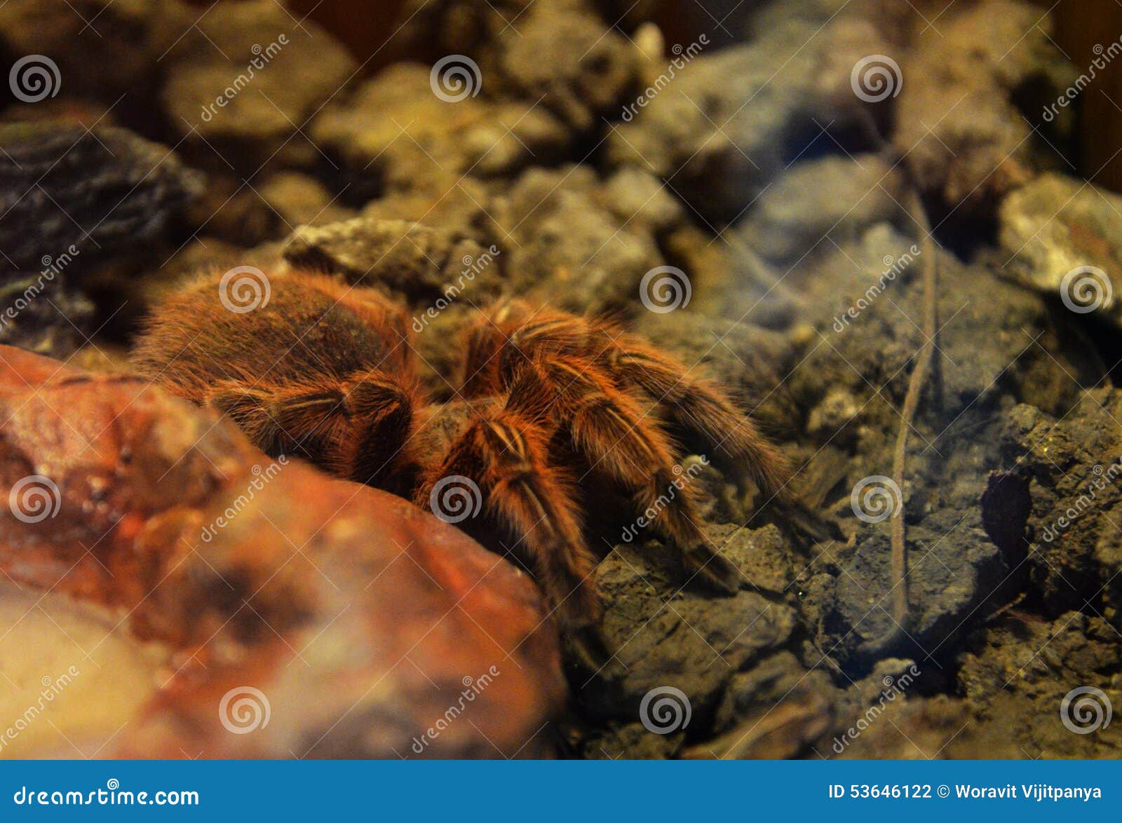 Tarantula stock photo. Image of artropod, macro, venom - 53646122