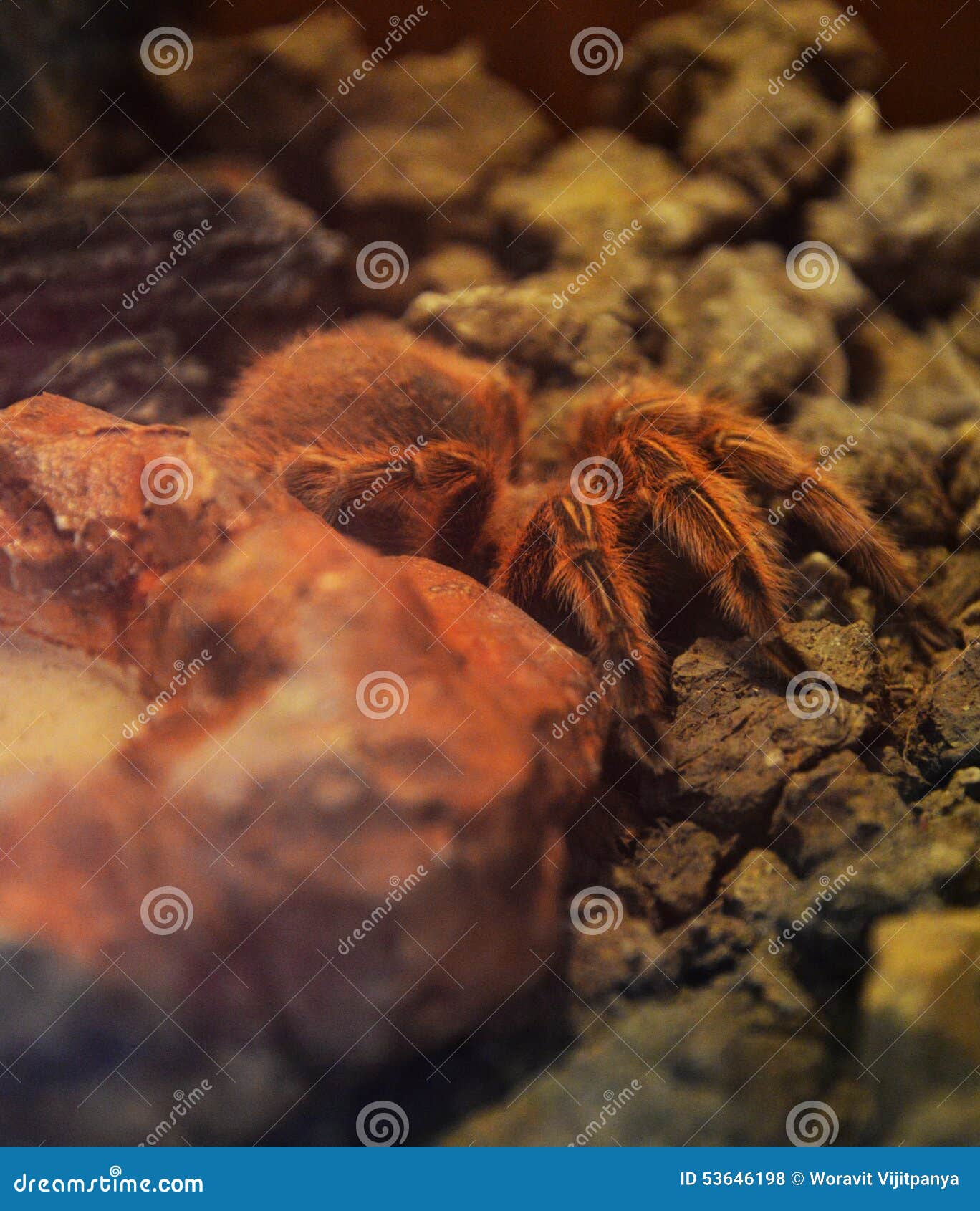 Tarantula stock photo. Image of detail, tarantula, close - 53646198