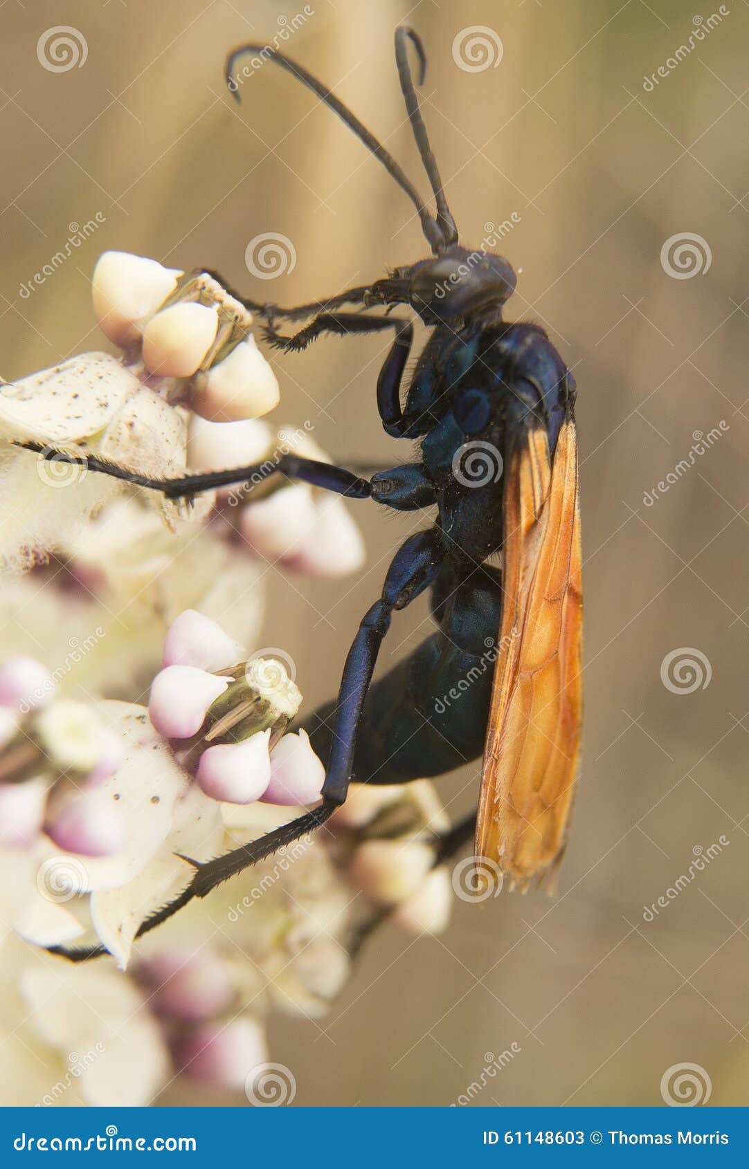 Tarantula Hawk stock image. Image of large, life, milkweed - 61148603