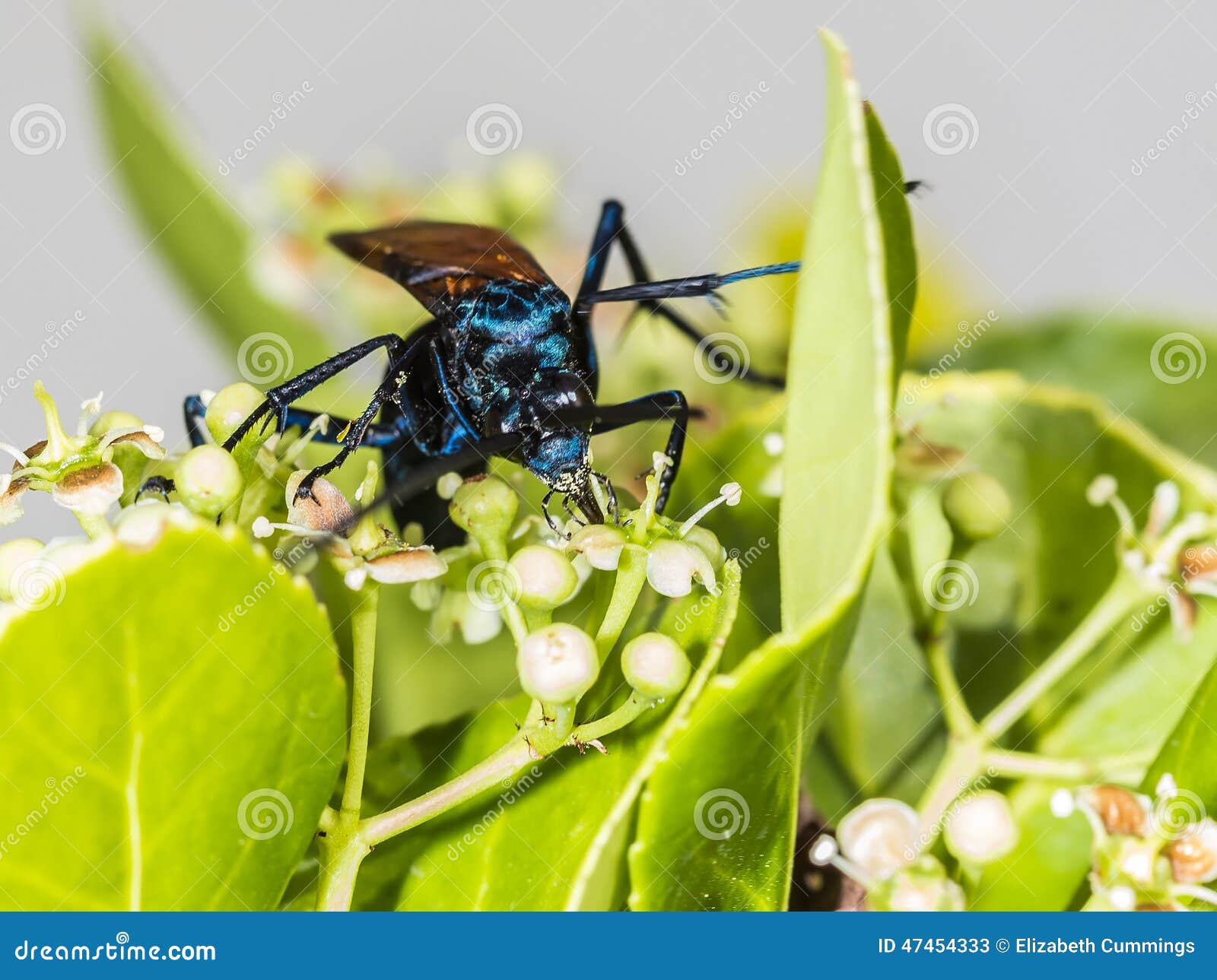 Tarantula Hawk Wasp With A Blue Body Royalty-Free Stock Photography ...