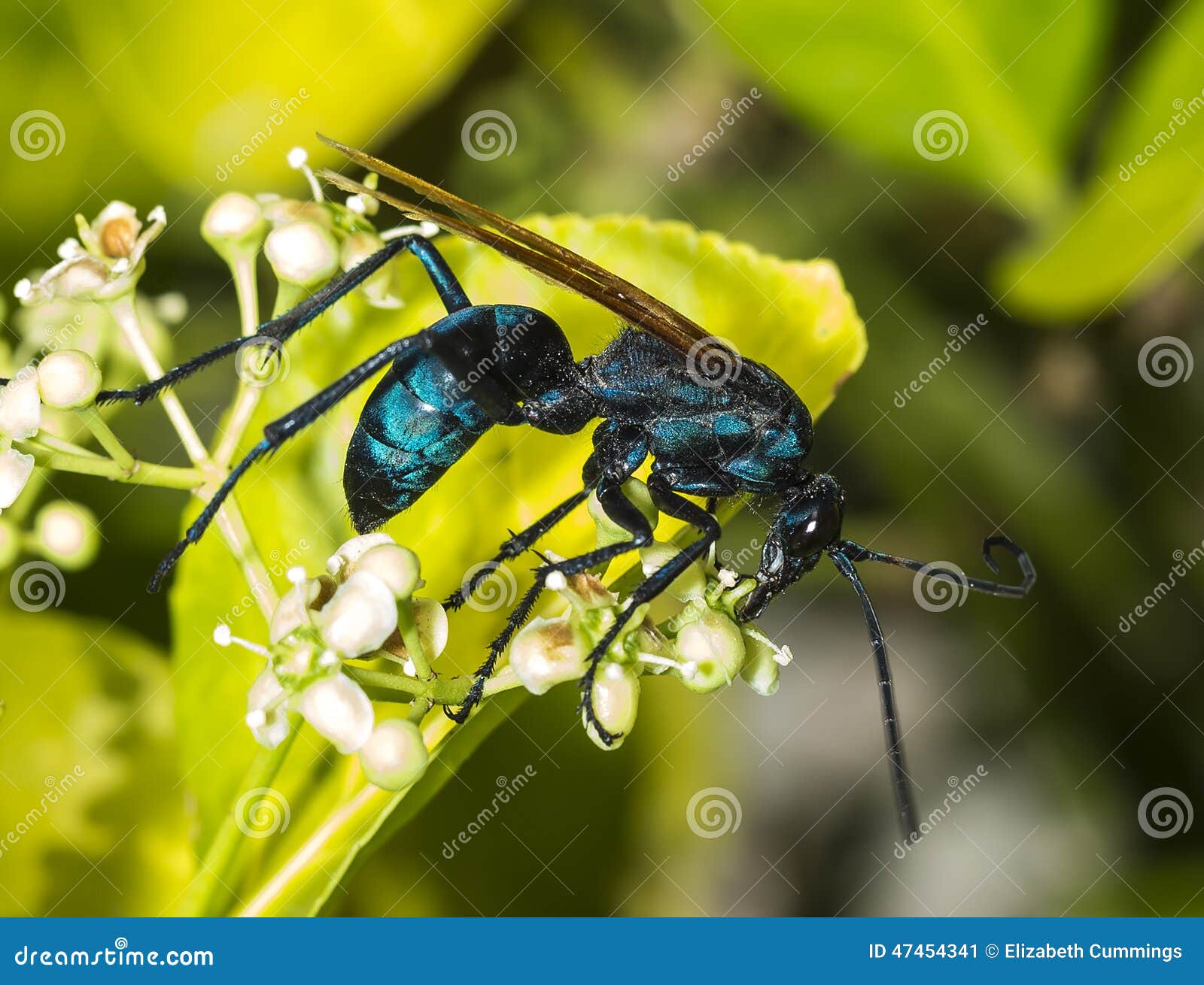 Tarantula Hawk on a Green Bush Stock Image - Image of black, flight ...