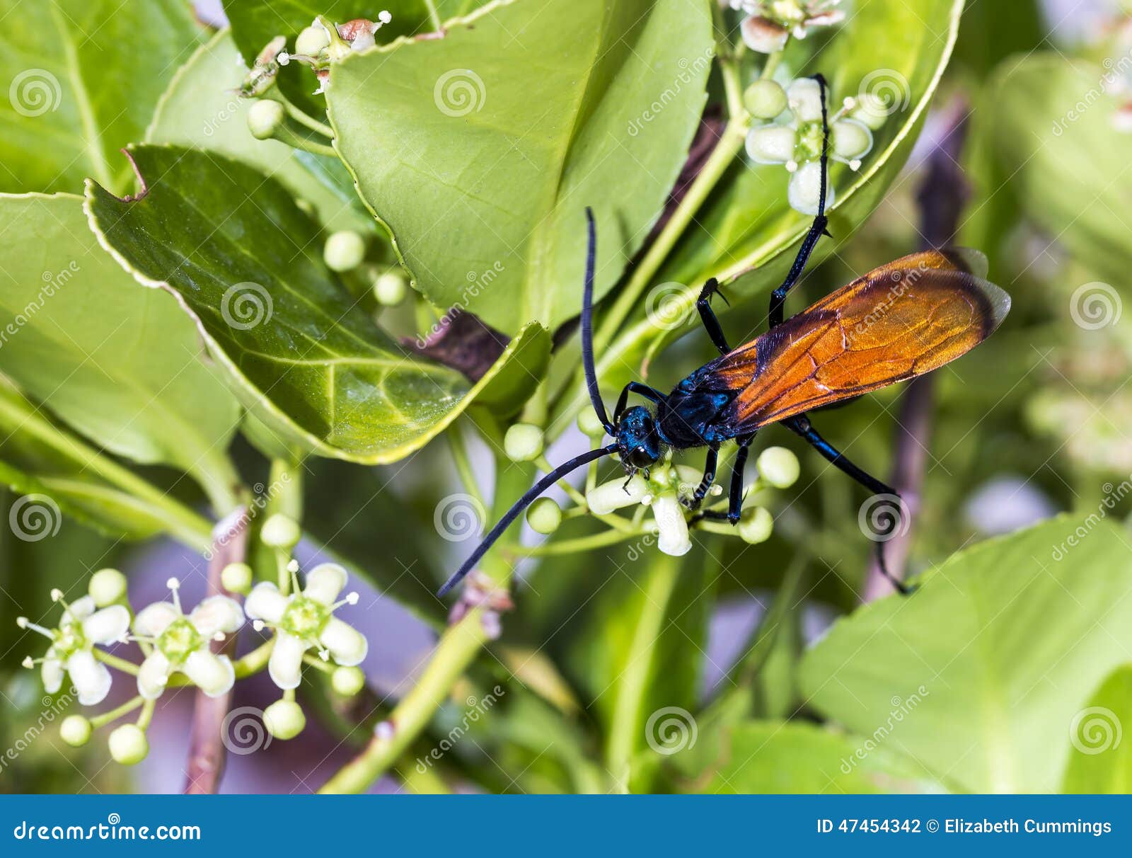 Tarantula Hawk Wasp With Yellow Wings Royalty-Free Stock Image ...