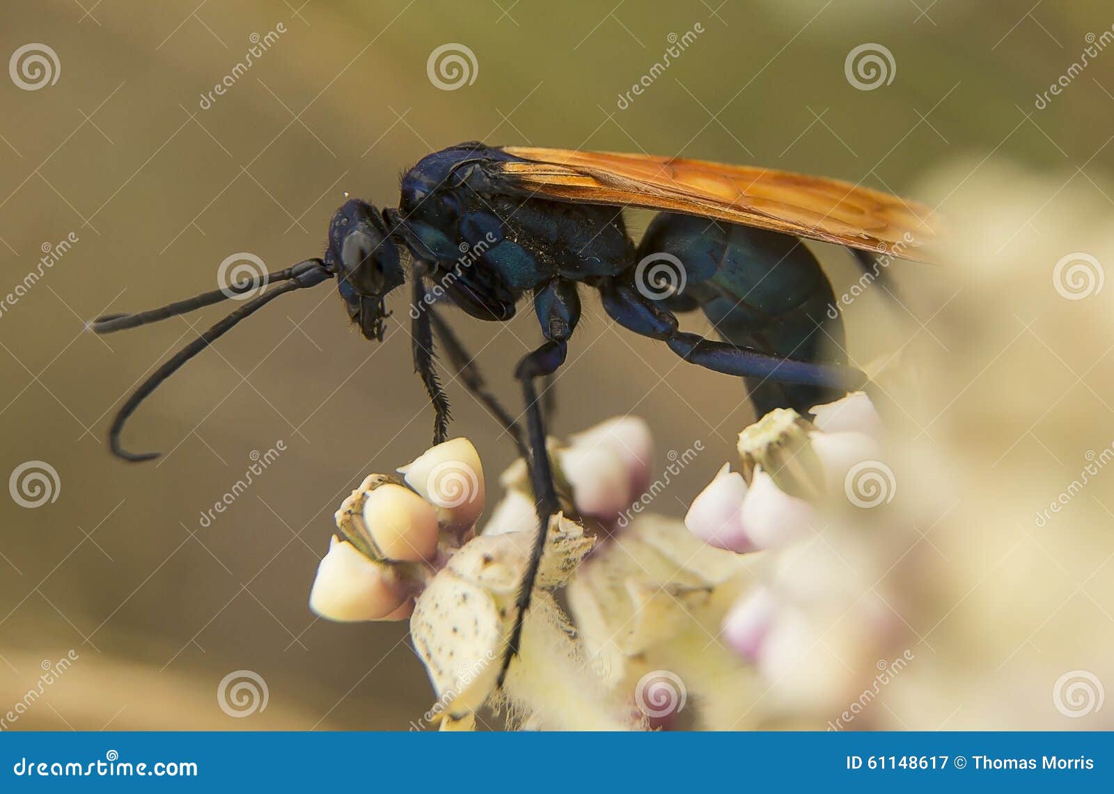 Tarantula Hawk stock image. Image of tarantula, environment - 61148617