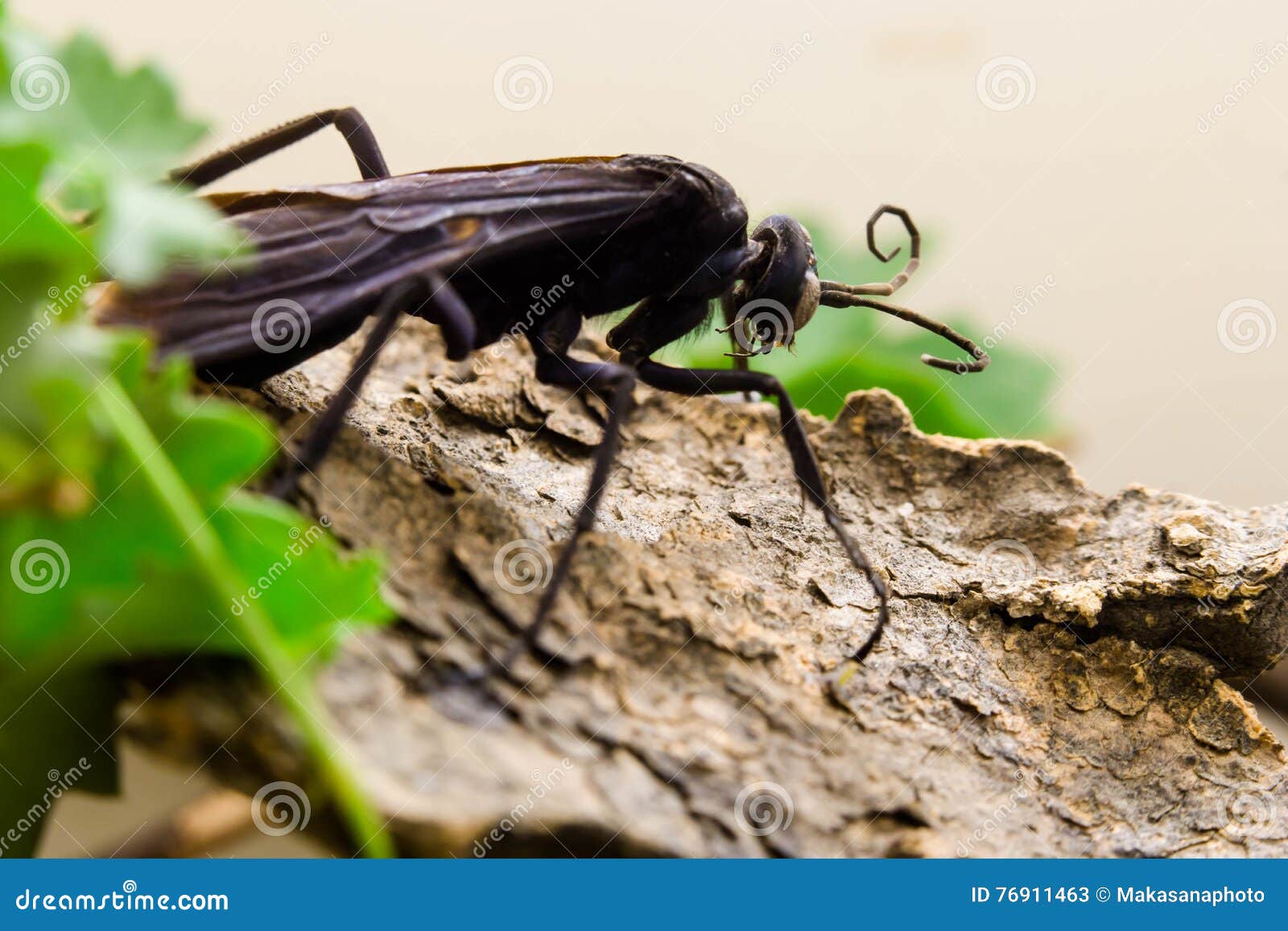 Tarantula hawk stock image. Image of wasp, hawk, spider - 76911463