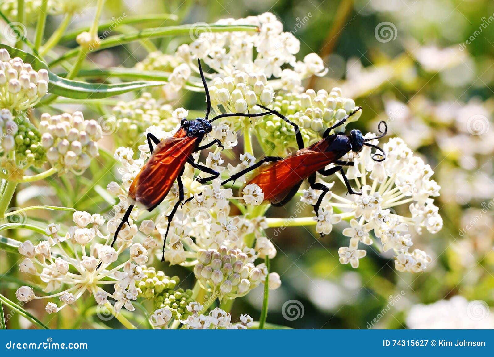 Tarantula Hawk Wasp Duo stock image. Image of hawk, wasps - 74315627