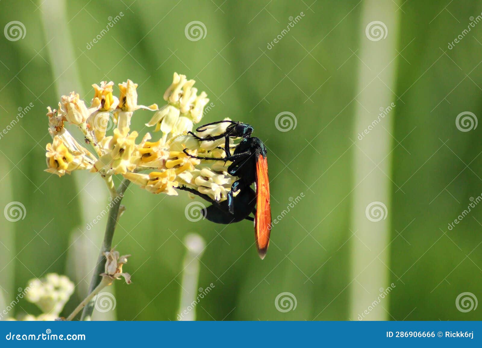 A Tarantula Hawk Wasp Feeding on Some Flowers Stock Photo - Image of ...