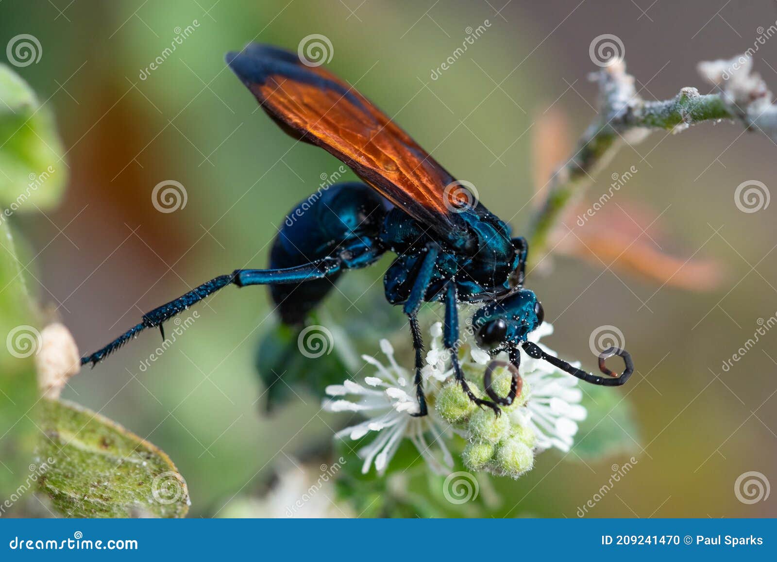 Tarantula-hawk Wasp stock photo. Image of color, wings - 209241470