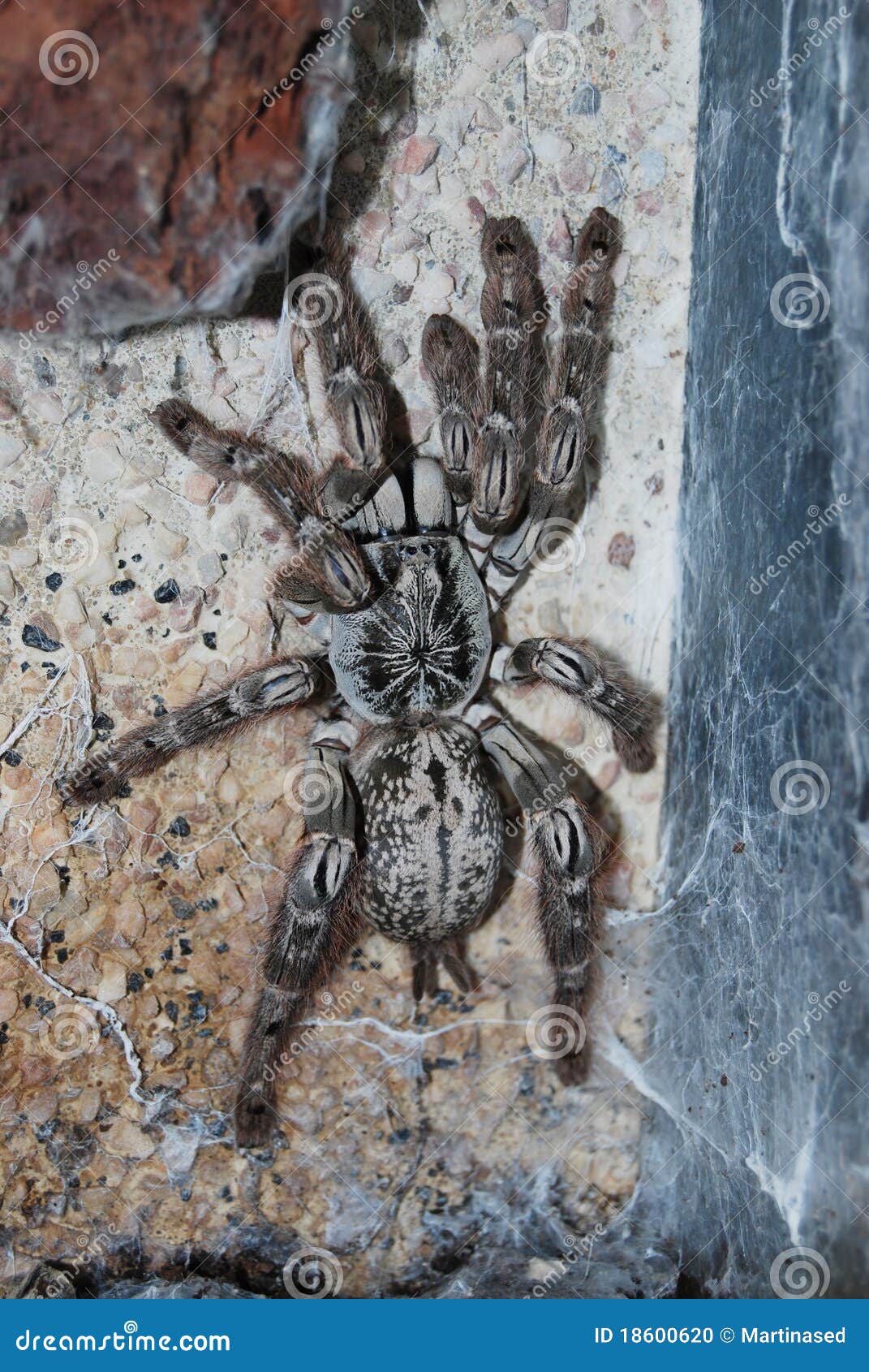 Tarantula - Heteroscodra Maculata Stock Photo - Image of animal, nature ...