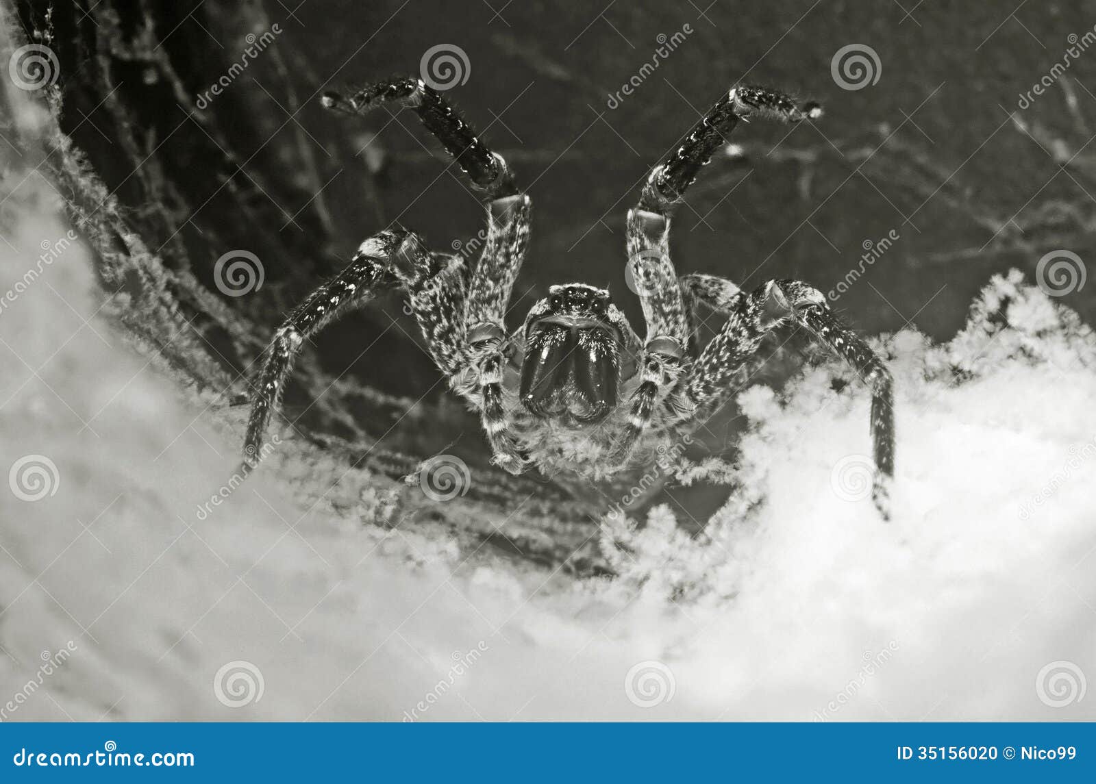 Tarantula in the hole stock photo. Image of bugs, background - 35156020