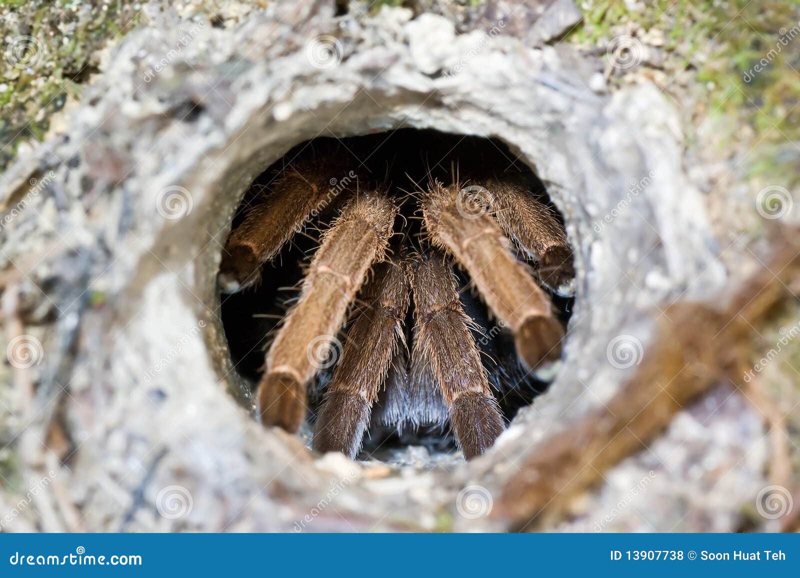 Tarantula In The House Royalty Free Stock Photos - Image: 13907738