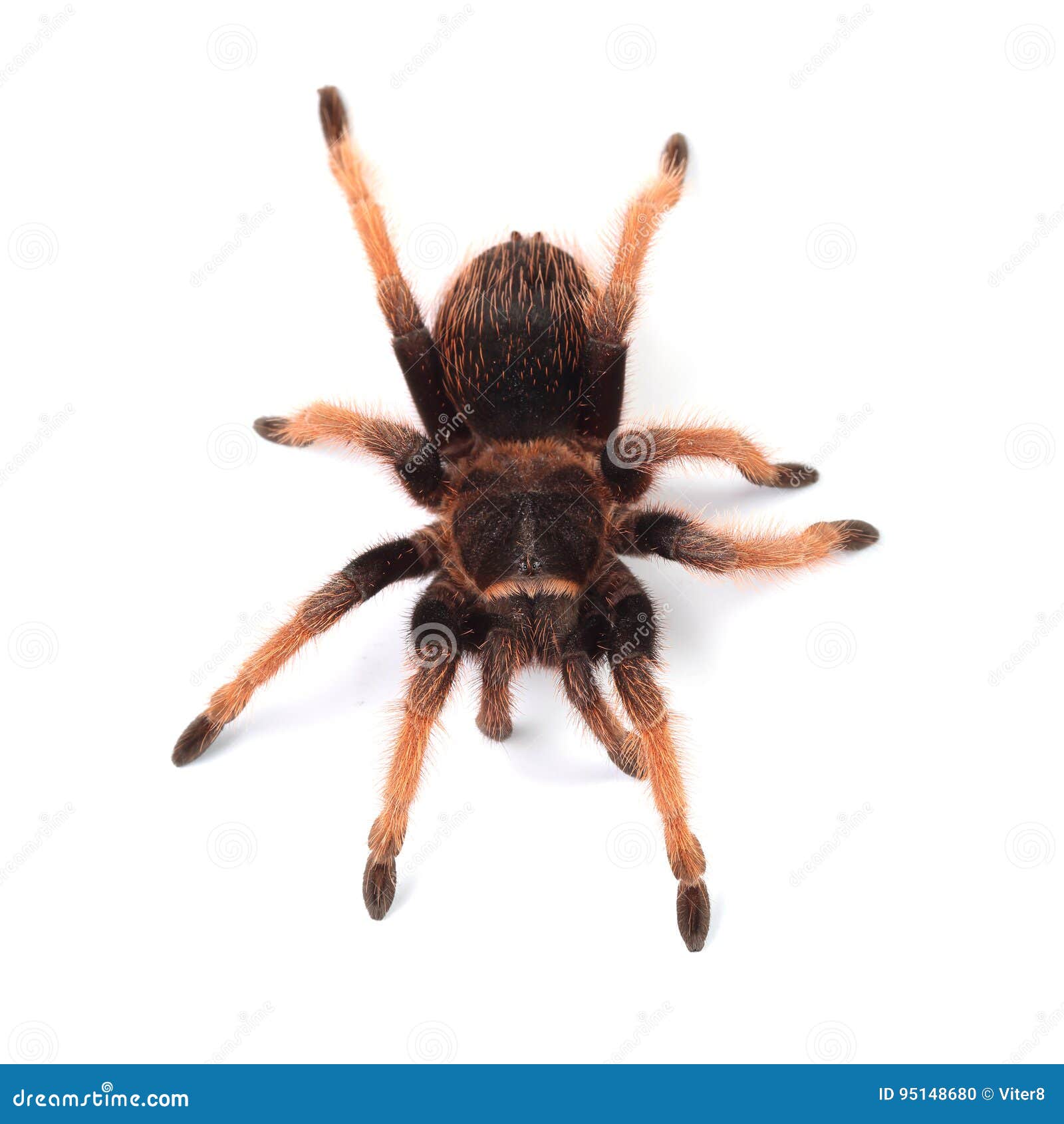 Tarantula Isolated on White Stock Photo - Image of animal, background ...