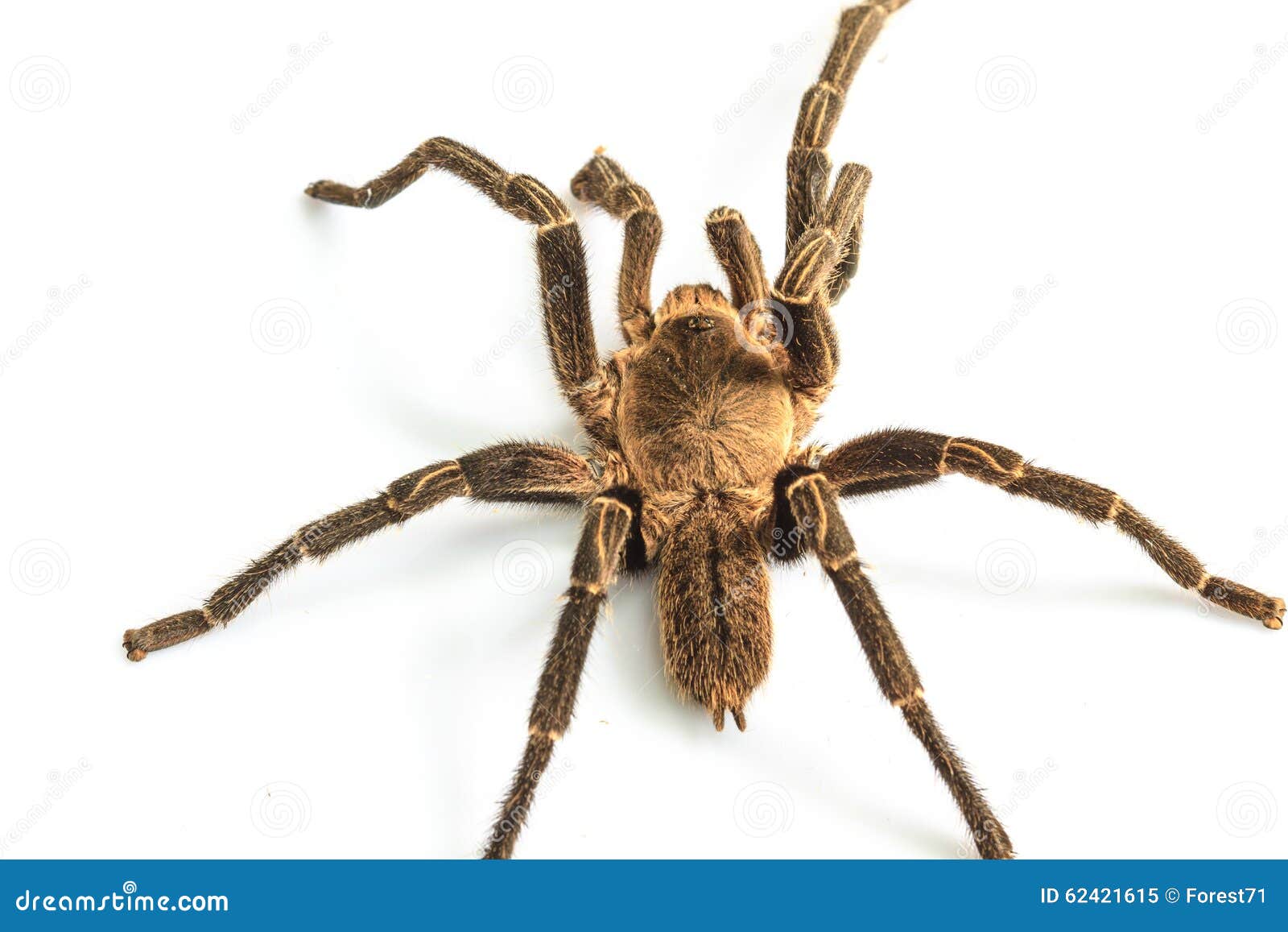 Tarantula Isolated on White Background Stock Image - Image of moss ...