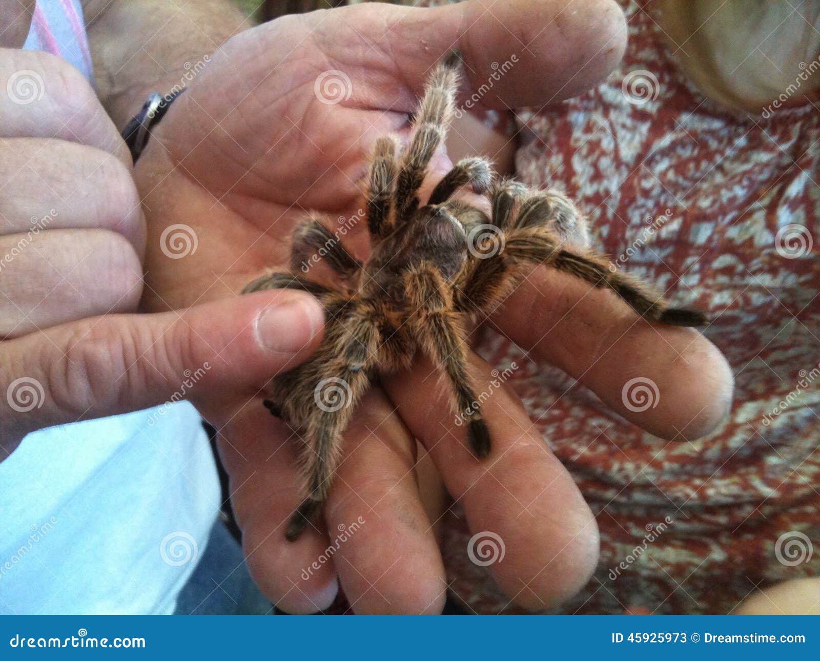Tarantula stock image. Image of hand, tarantula, crawling - 45925973