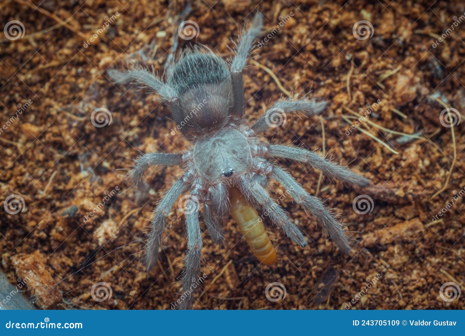 Tarantula Larva is Eating Yellow Mealworm Stock Image - Image of nature ...